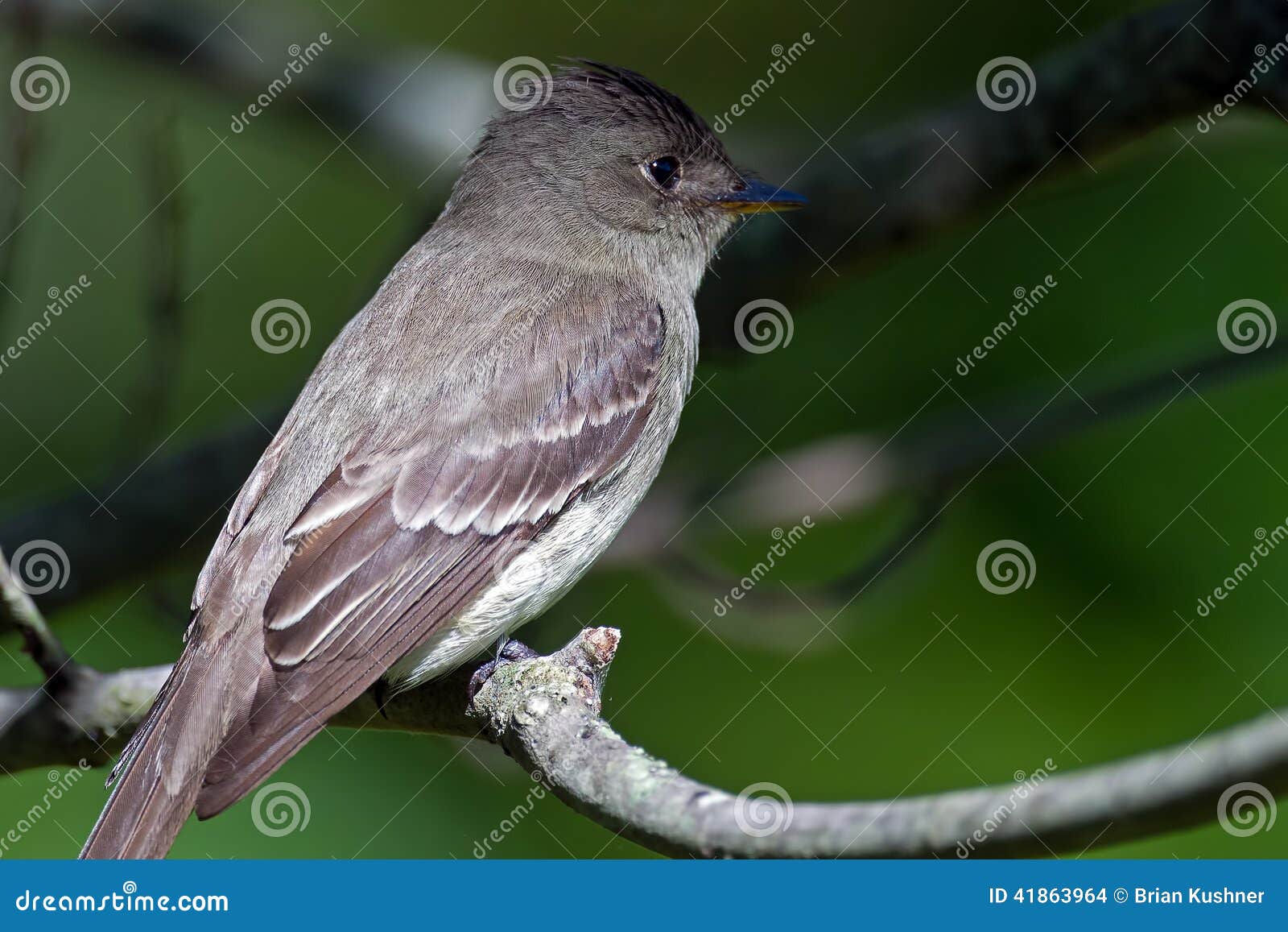Eastern Wood-Pewee stock photo. Image of contopus, eastern - 41863964