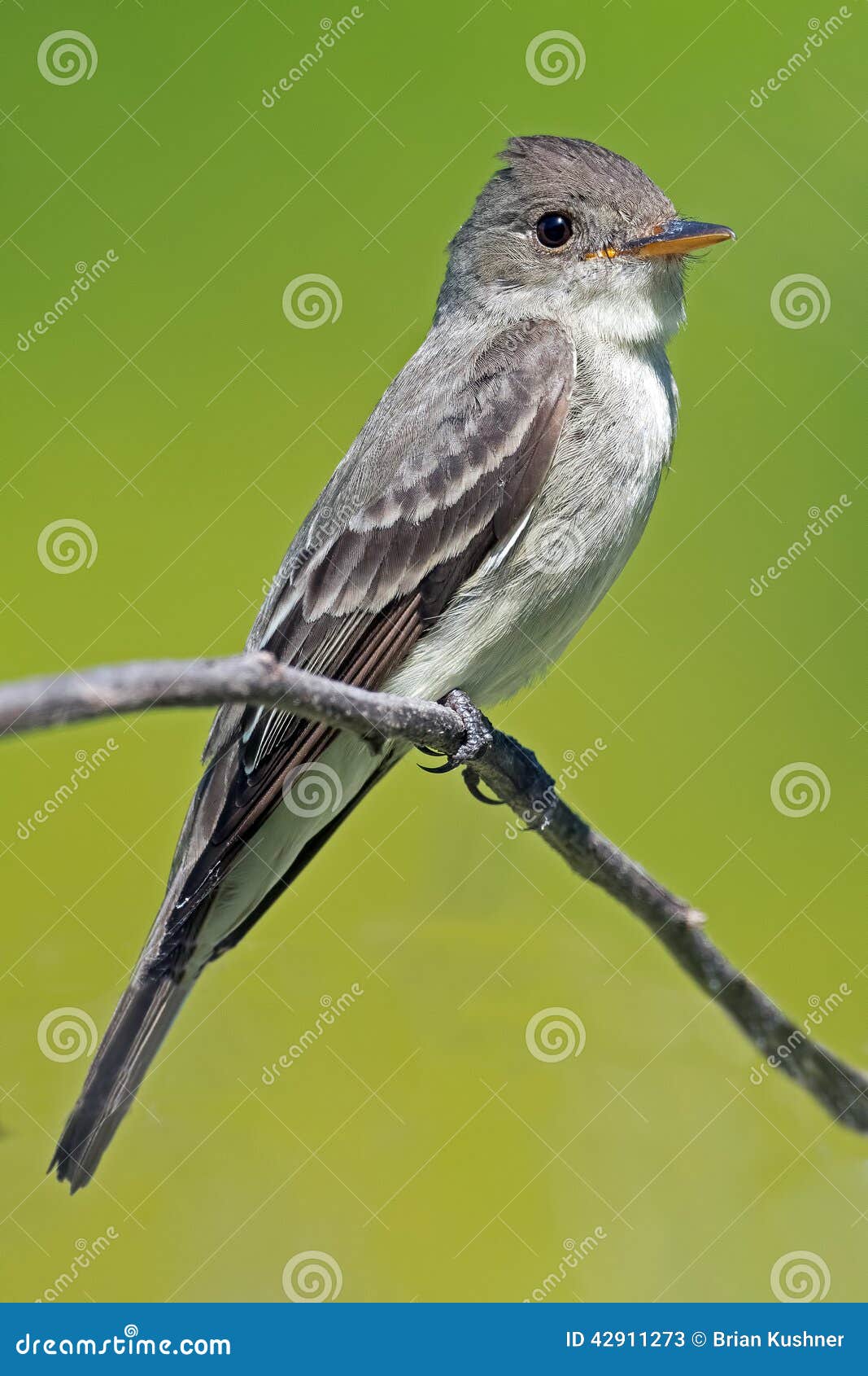 Eastern Wood-Pewee stock image. Image of eastern, wood - 42911273