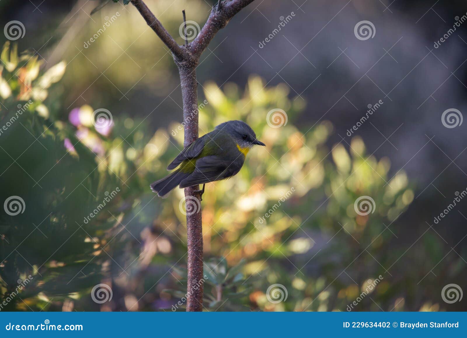 Eastern Yellow Breasted Robin Perched in a Tree in the Forest Stock ...