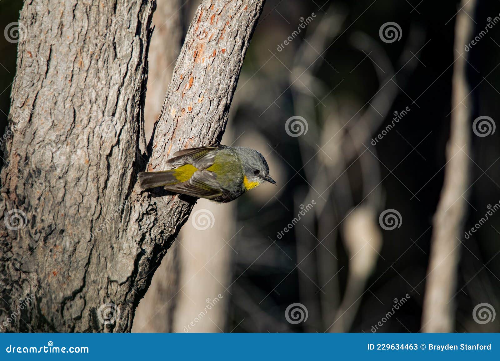 Eastern Yellow Breasted Robin Perched in a Tree in the Forest Stock ...