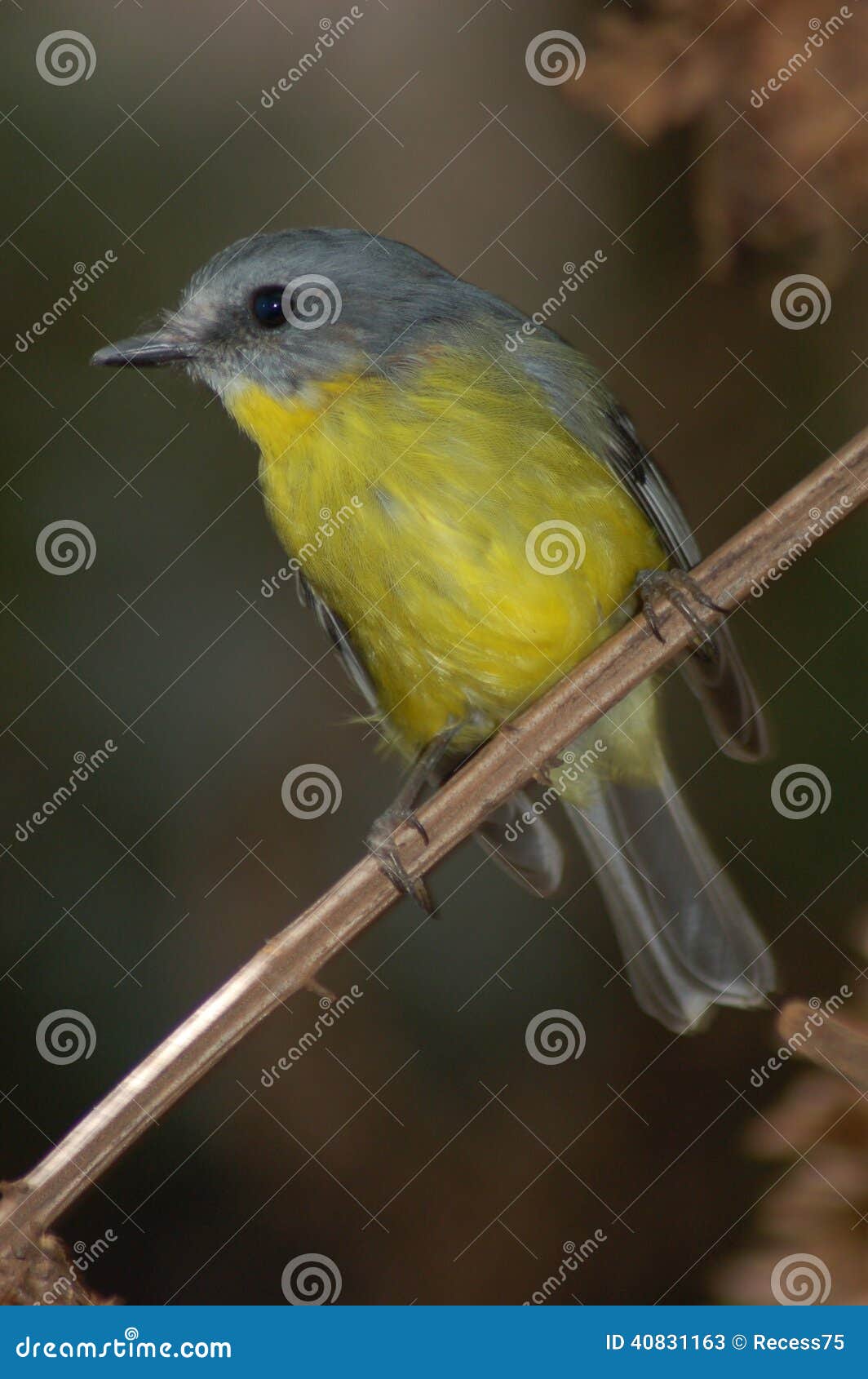 Eastern Yellow Robin Australian Native Bird Stock Photography ...