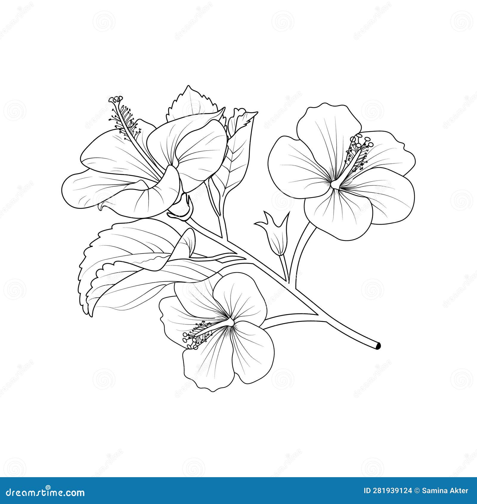 Easy Hibiscus Flower Sketch. Botanical Hibiscus Flower Drawing ... Easy Hibiscus Flower Sketch. Botanical Hibiscus Flower Drawing ...