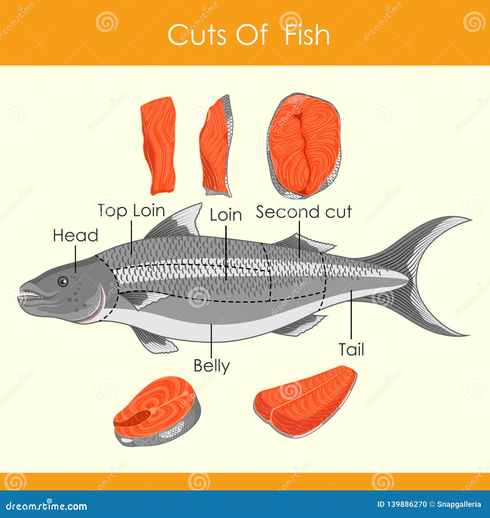 Vector Illustration of Different Cuts of Fish Stock Vector ... Vector Illustration of Different Cuts of Fish Stock Vector ...