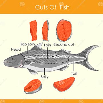Vector Illustration of Different Cuts of Fish Stock Vector ...