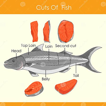 Vector Illustration of Different Cuts of Fish Stock Vector ...