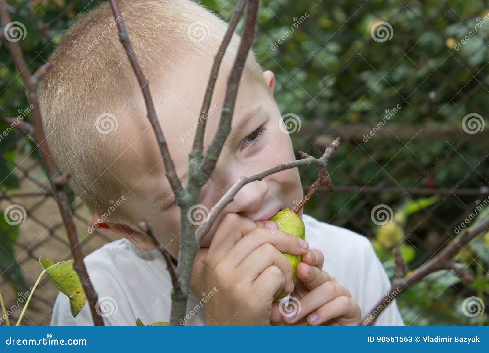 Eat with apple branches stock image. Image of leaves - 90561563
