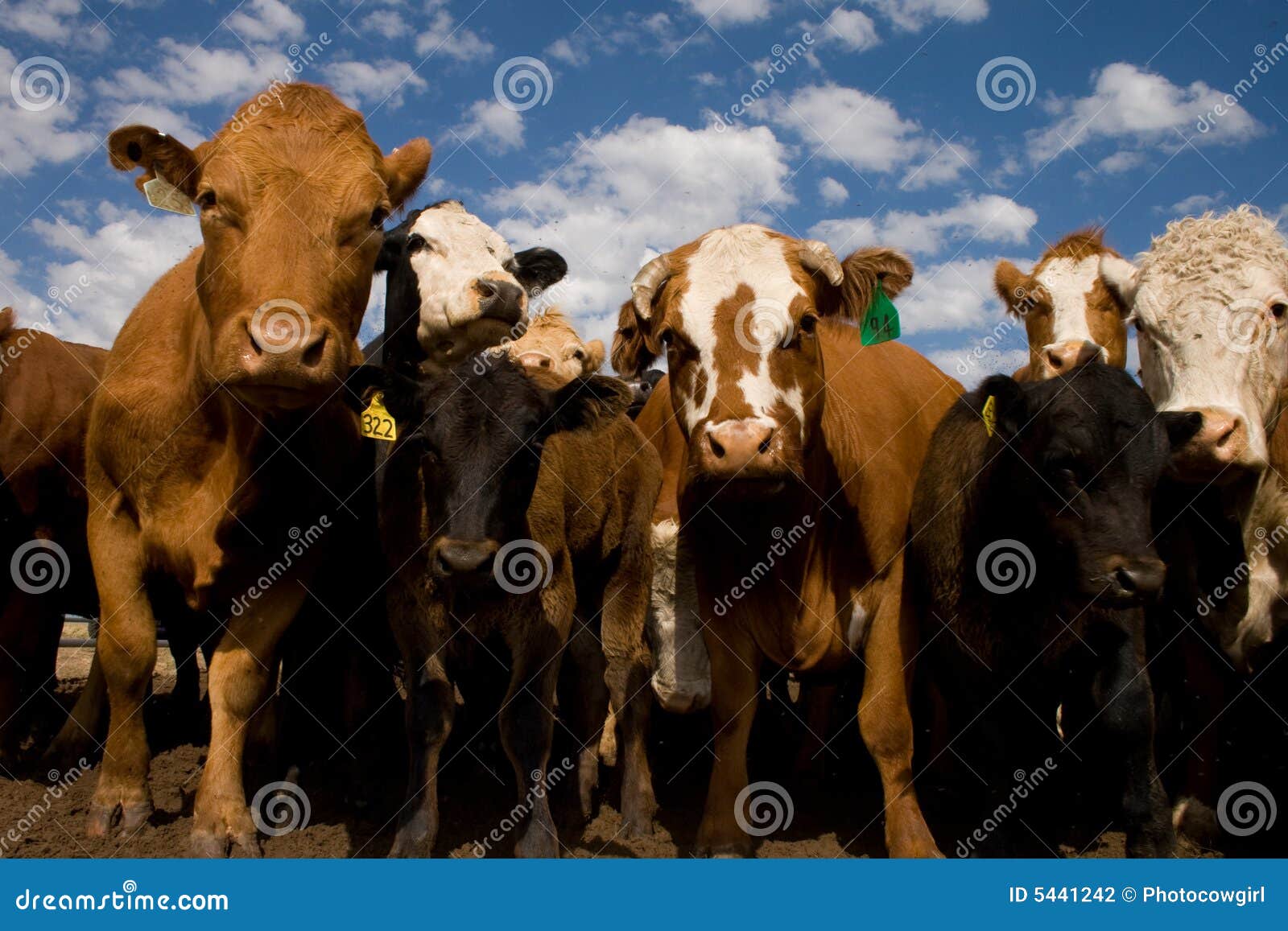 Eat less beef II stock photo. Image of scare, calves, watch - 5441242