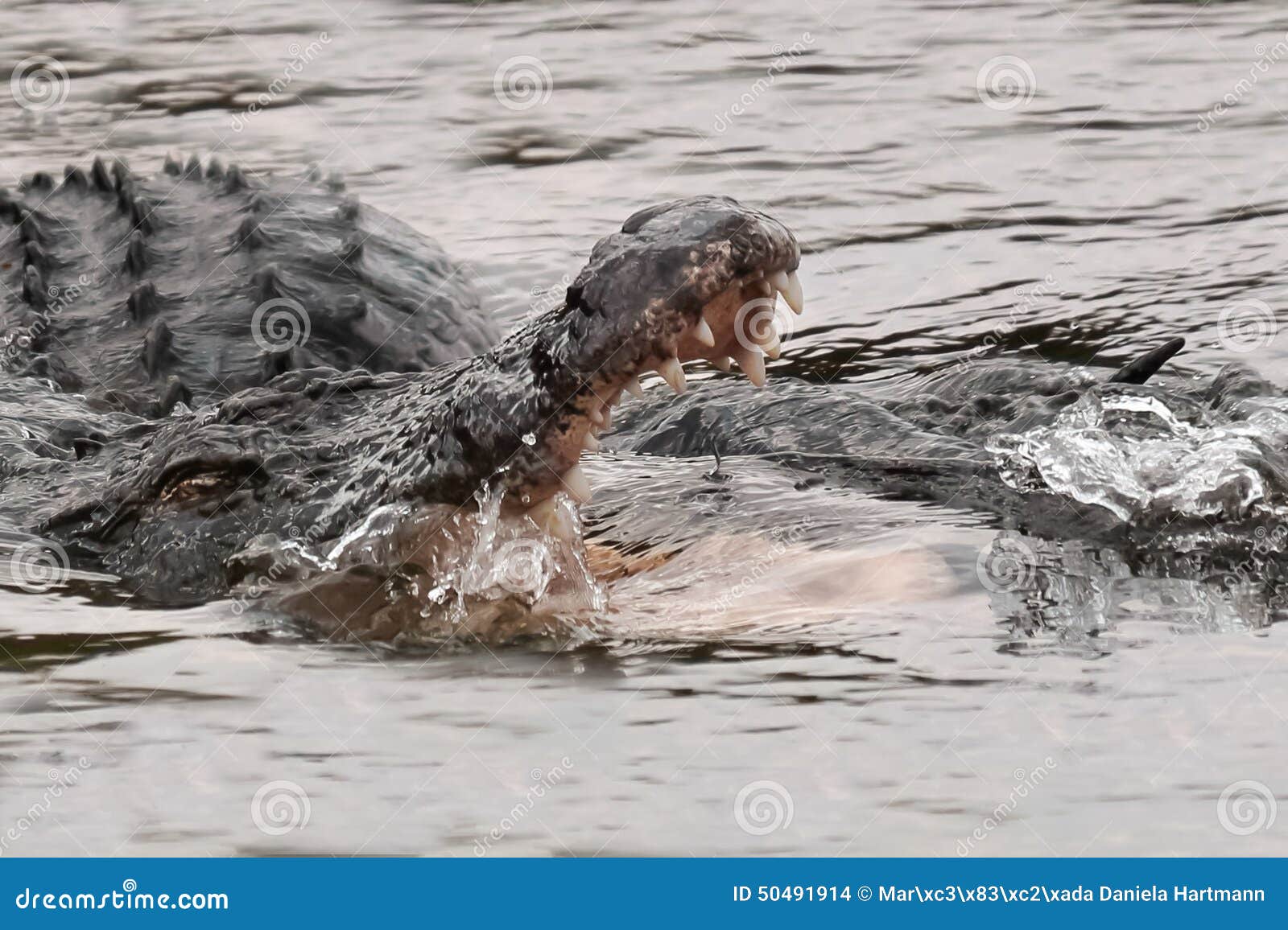 Eat 2 stock photo. Image of green, gator, croc, leather - 50491914