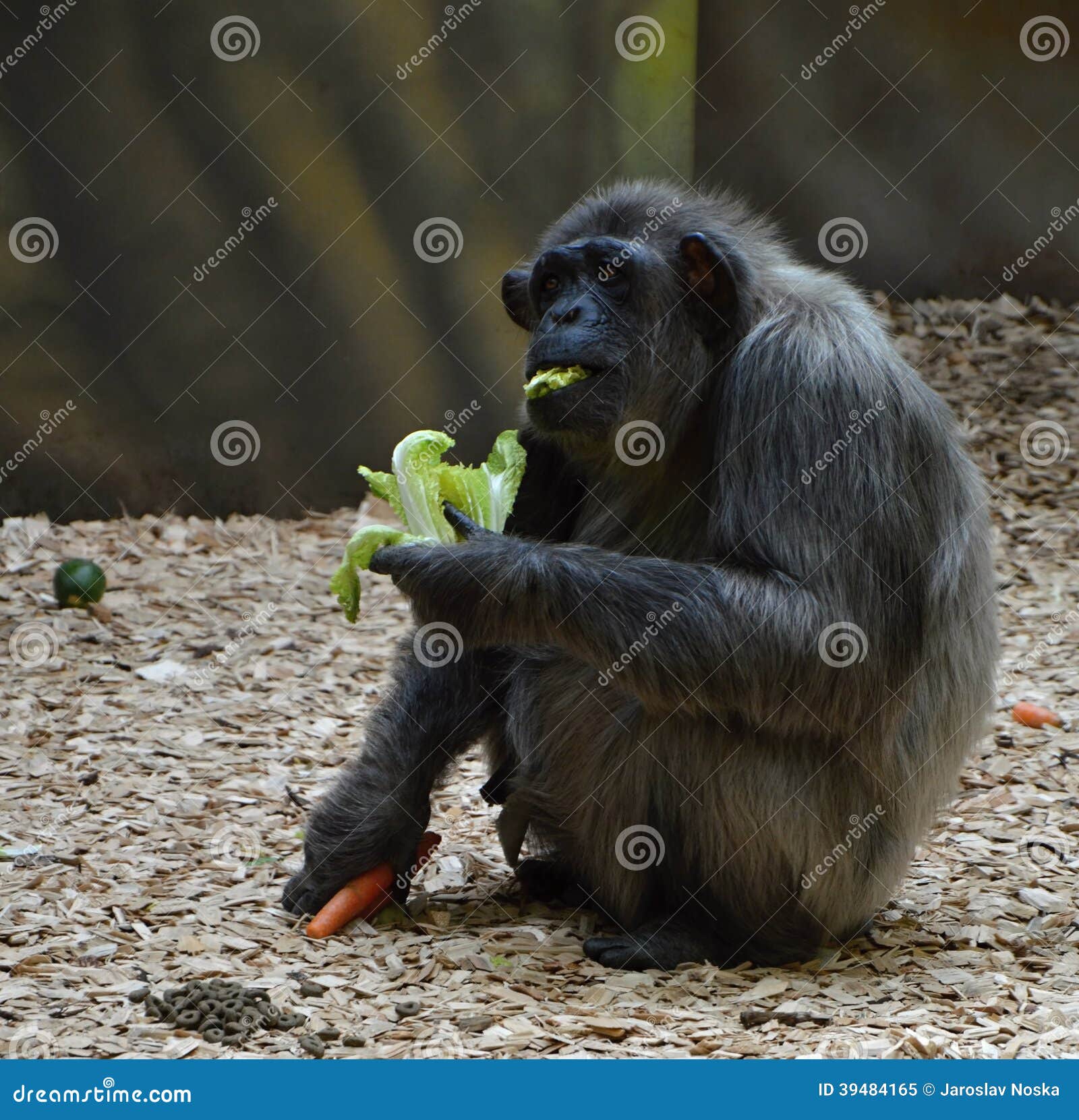 Eat monkey stock image. Image of habitat, nature, evolution - 39484165
