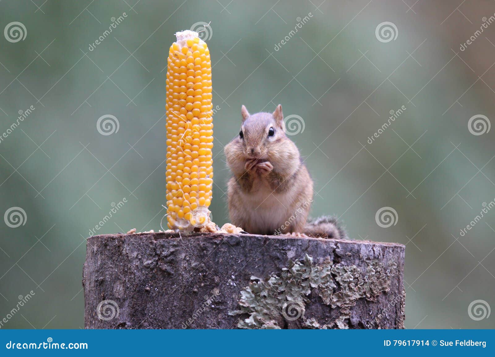 Eat Your Vegetables stock photo. Image of eastern, eating - 79617914