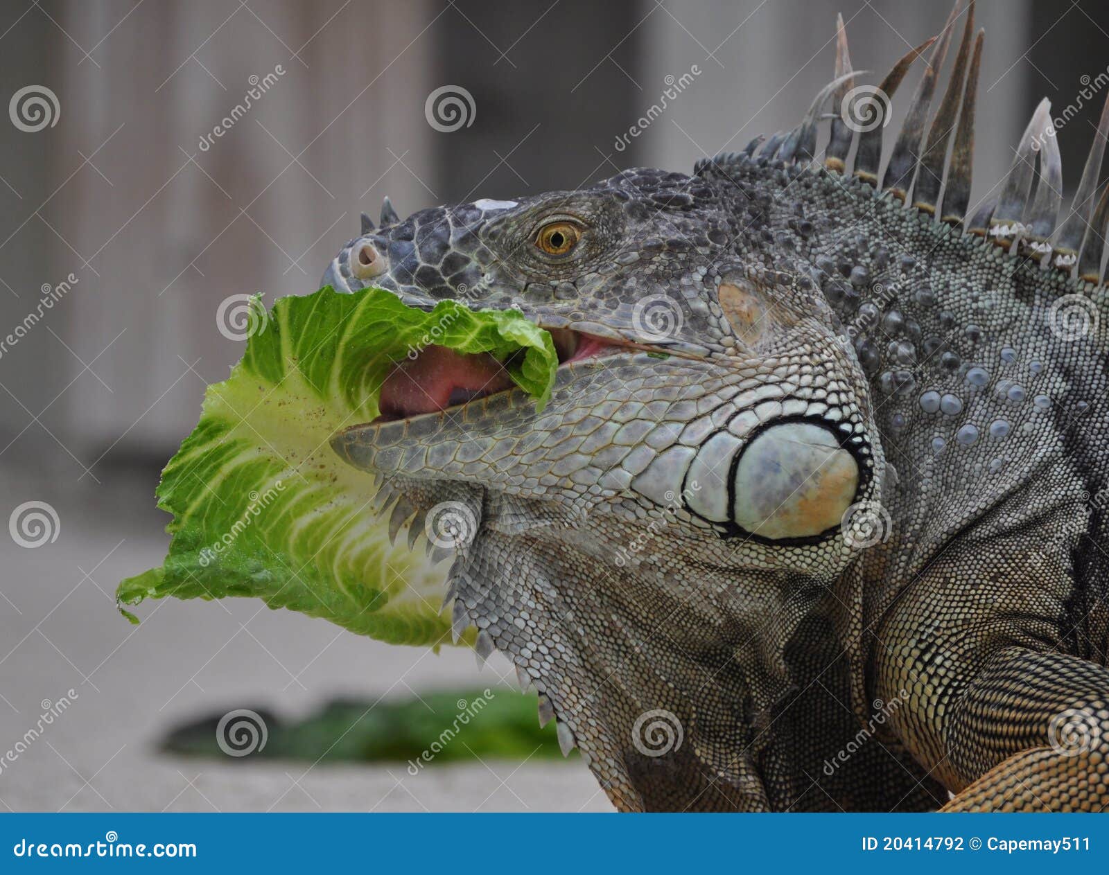 Iguana Eating Salad Stock Photos - Free & Royalty-Free Stock Photos ...