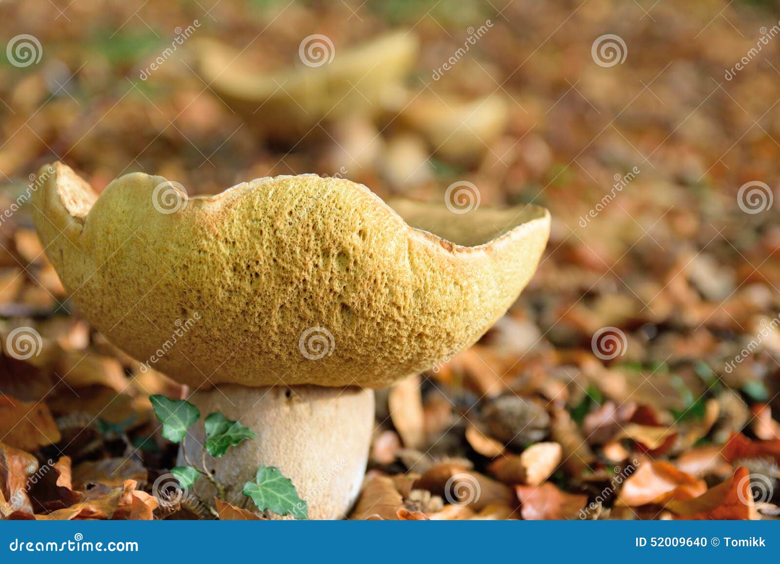 Eatable Mushrooms in Forest Spring Stock Photo - Image of roots ...