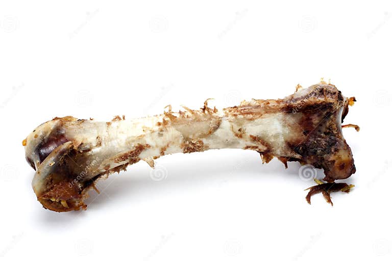 Eaten bone. stock image. Image of delicious, eaten, gnaw - 22466121