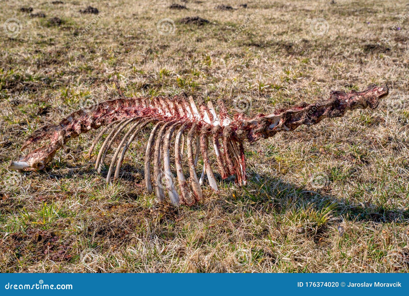 Eaten Corpse of a Deer by Wild Wolves Stock Photo - Image of dead ...
