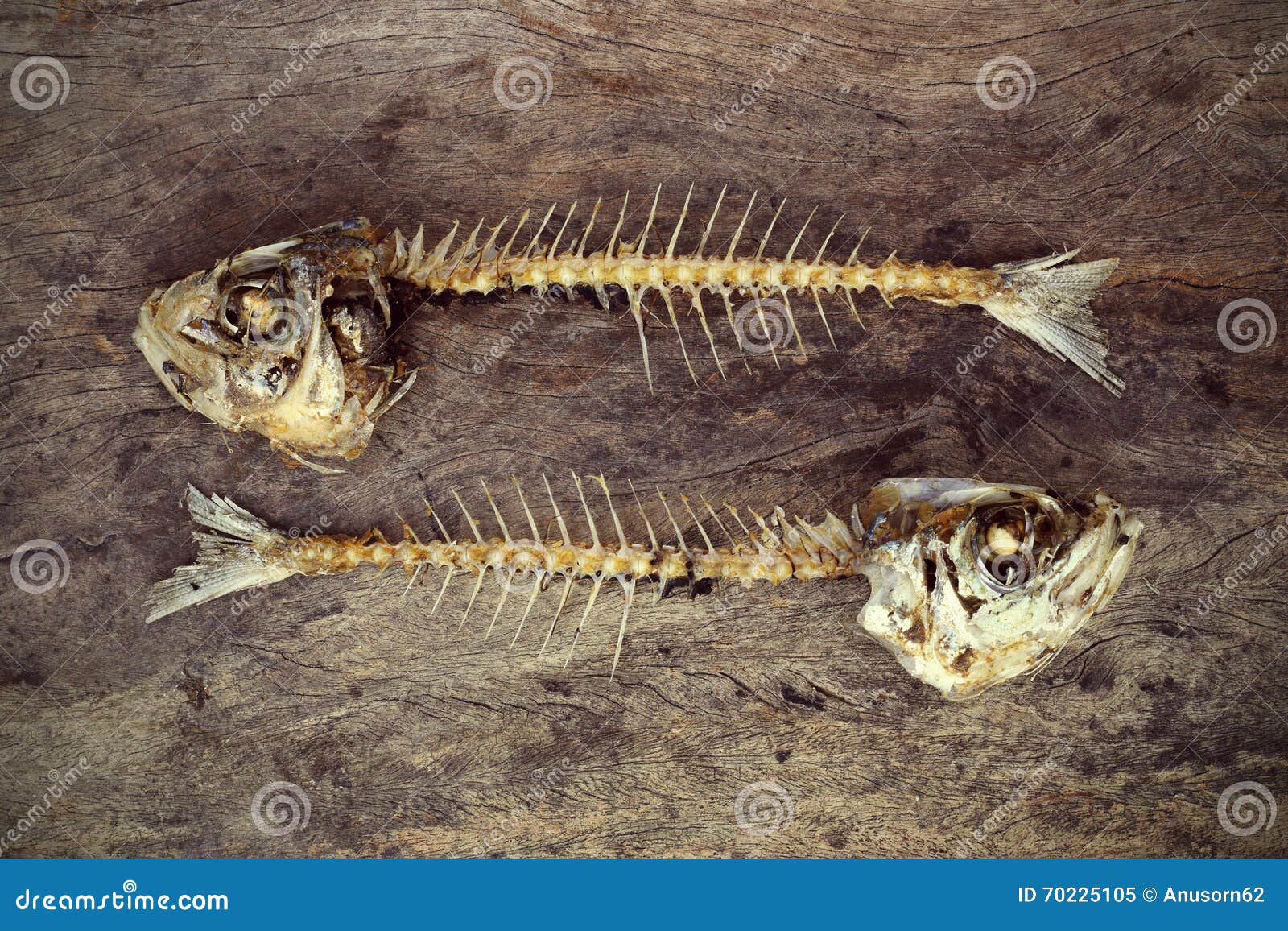 Eaten Fish with Head and Tail Stock Image - Image of salmon, famine ...