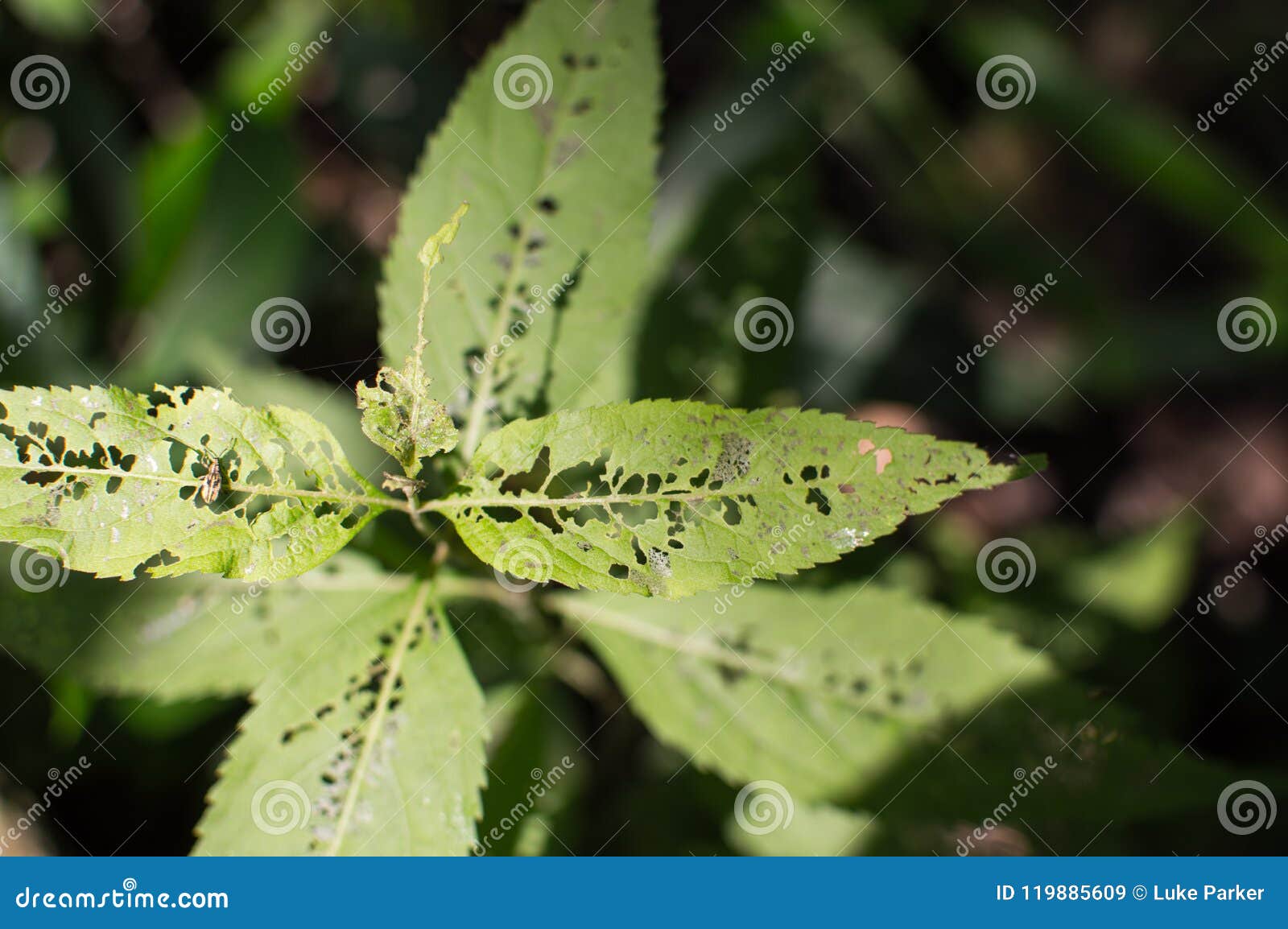 Eaten Leaves stock image. Image of greenleaves, greenbackground - 119885609