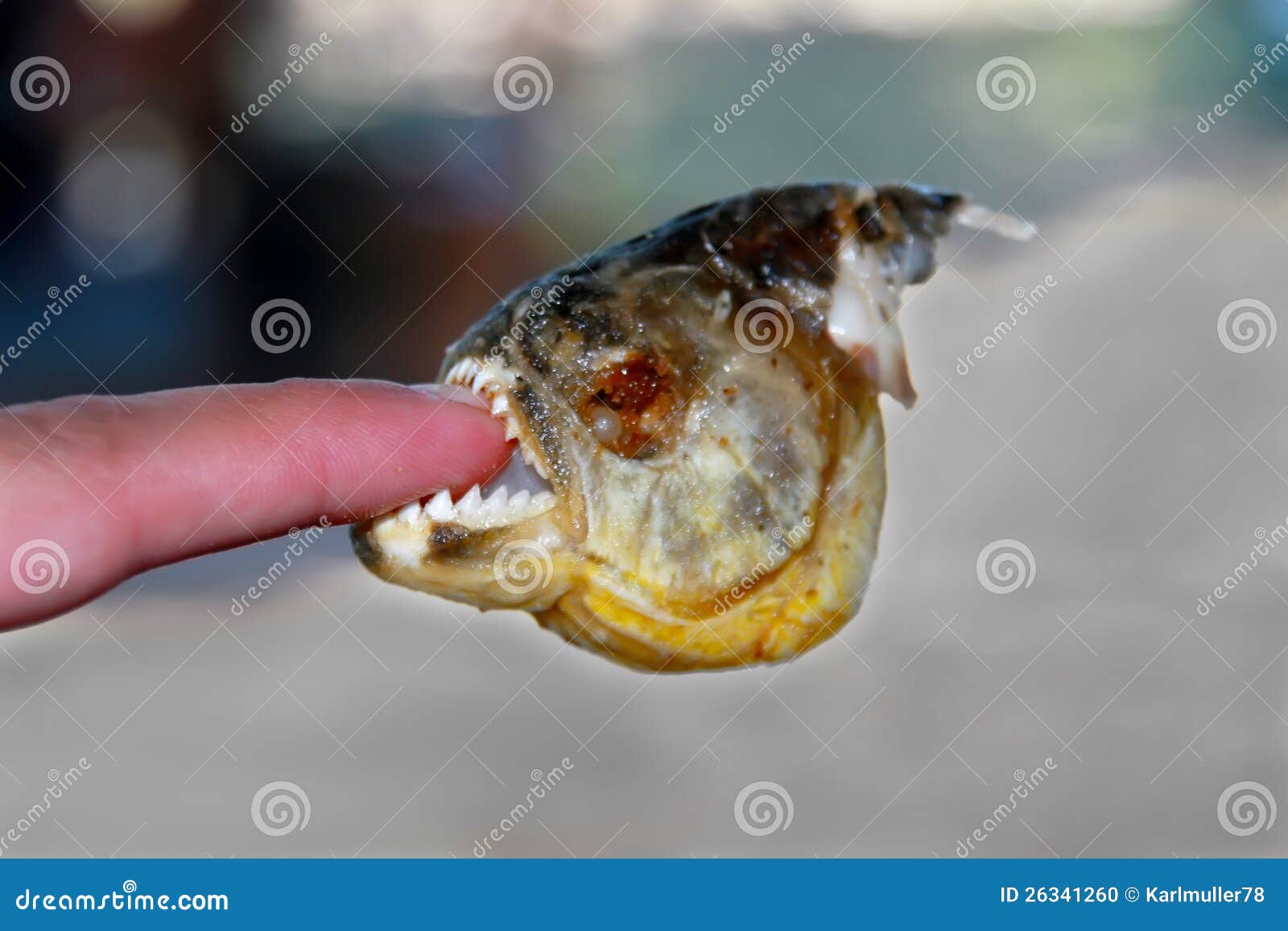 Eaten Piranha Eats Finger Stock Photo - Image: 26341260