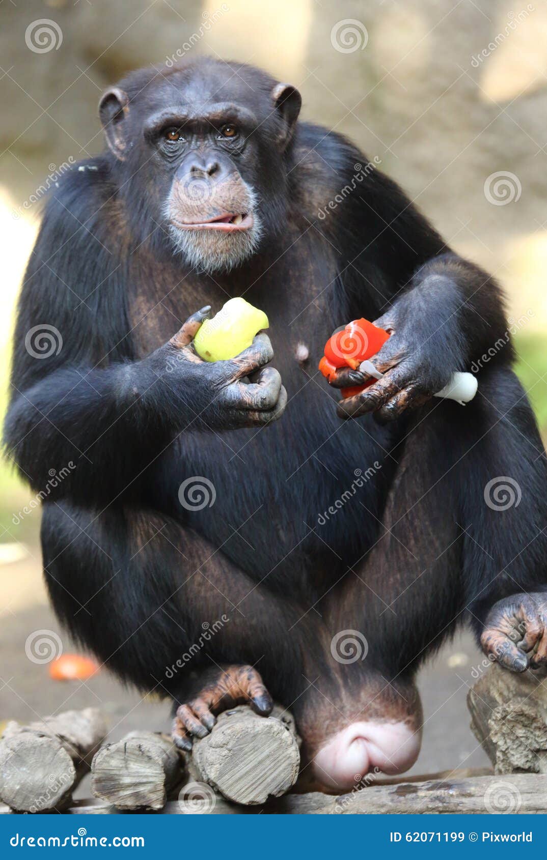 Eatin chimpanzee stock image. Image of chimpanzee, intelligent - 62071199