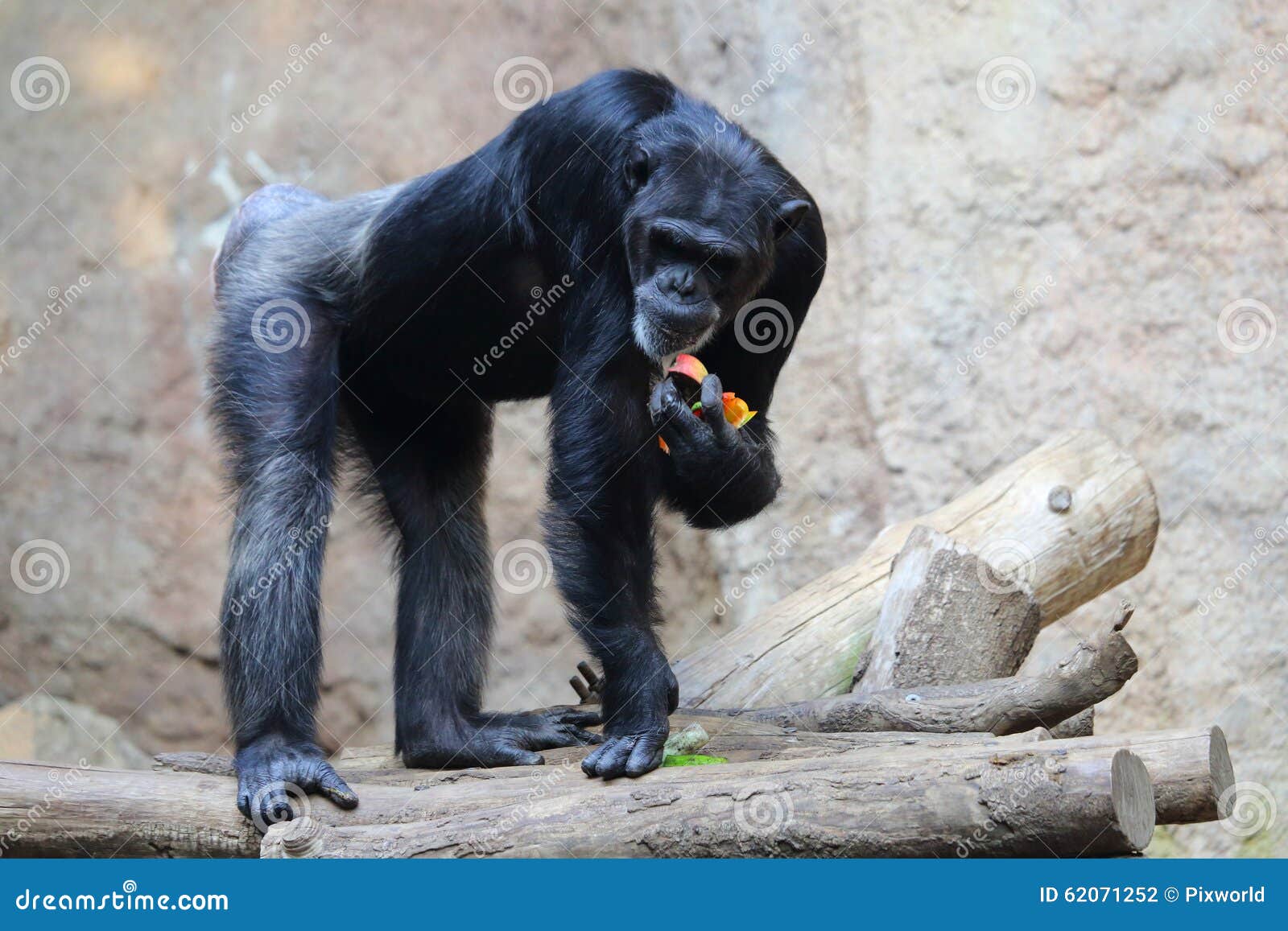 Eatin chimpanzee stock photo. Image of sweet, intelligent - 62071252