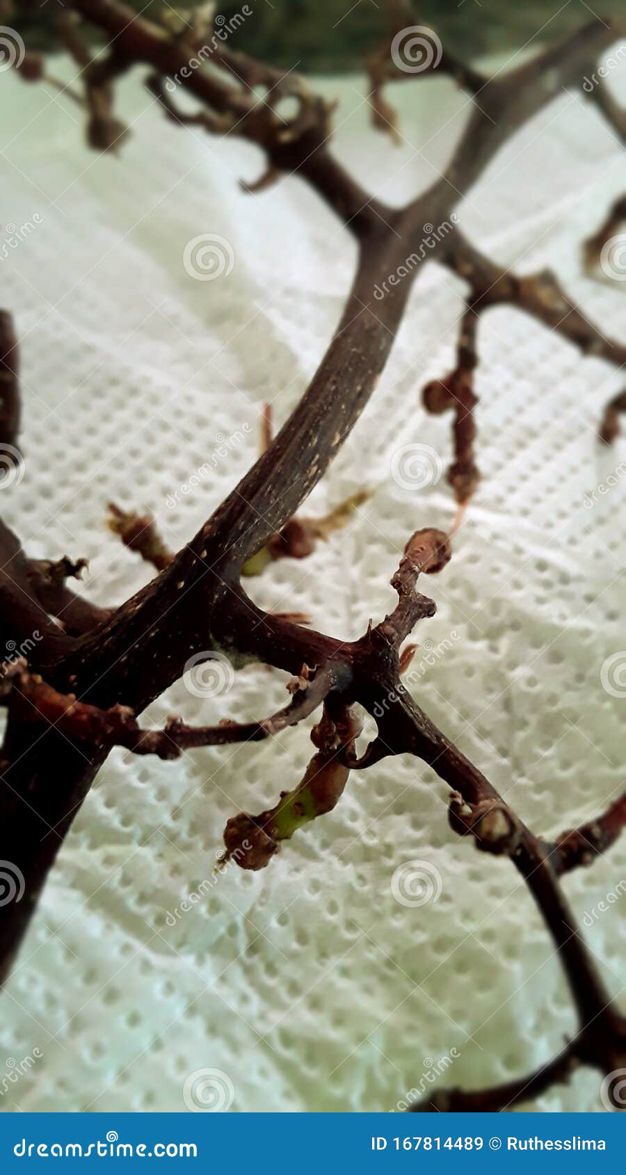 The twigs are left stock image. Image of amazonas, droplets - 167814489