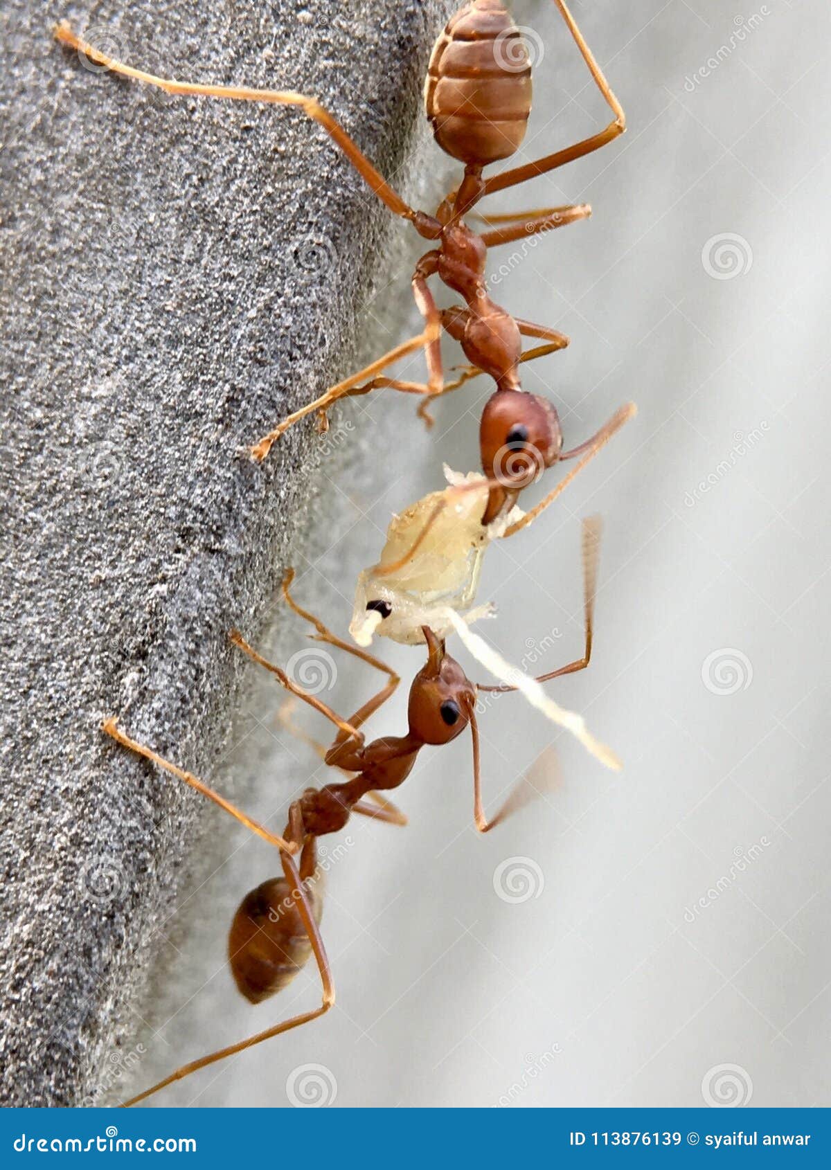 The eating ant stock image. Image of ants, aeating, eating - 113876139