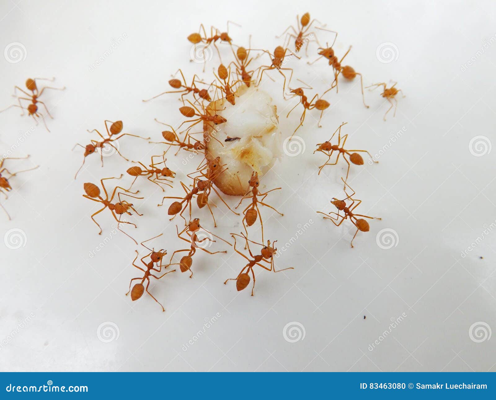 Eating Ants On A White Background. Stock Photo - Image of white, ants ...