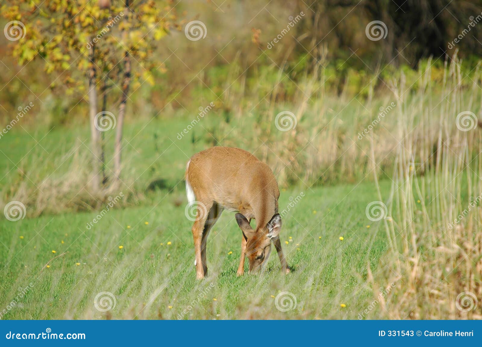 Eating baby deer stock image. Image of meadows, babies - 331543