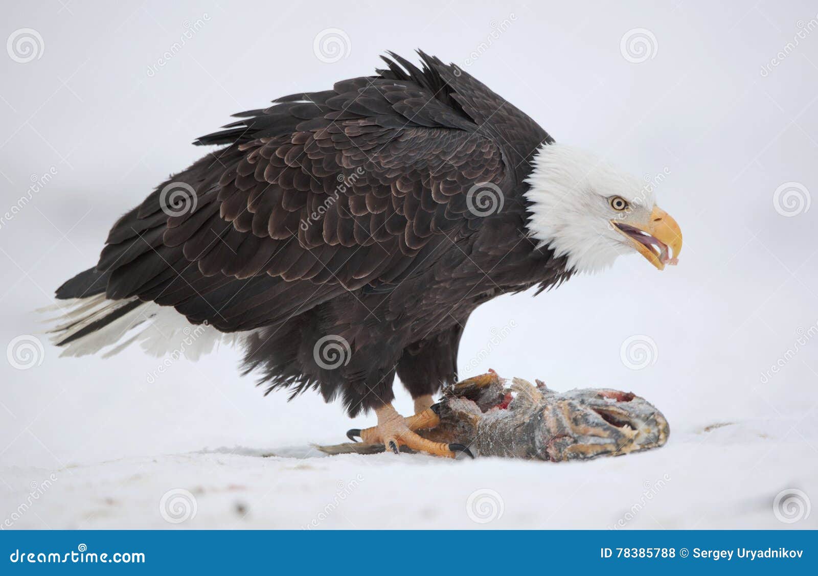 The Eating Bald Eagle ( Haliaeetus Leucocephalus Stock Photo - Image of ...