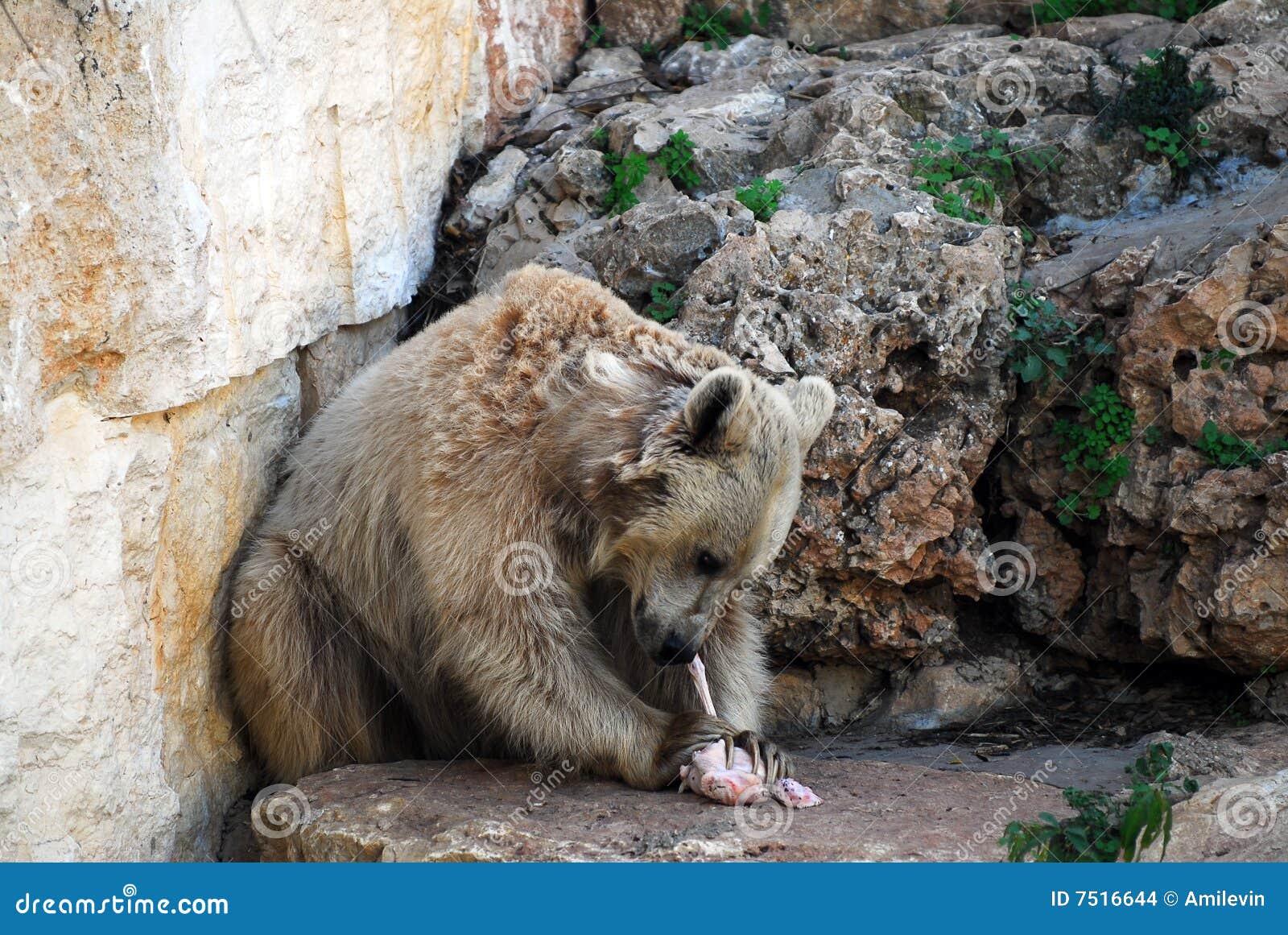 Eating bear stock photo. Image of syrian, israel, long - 7516644