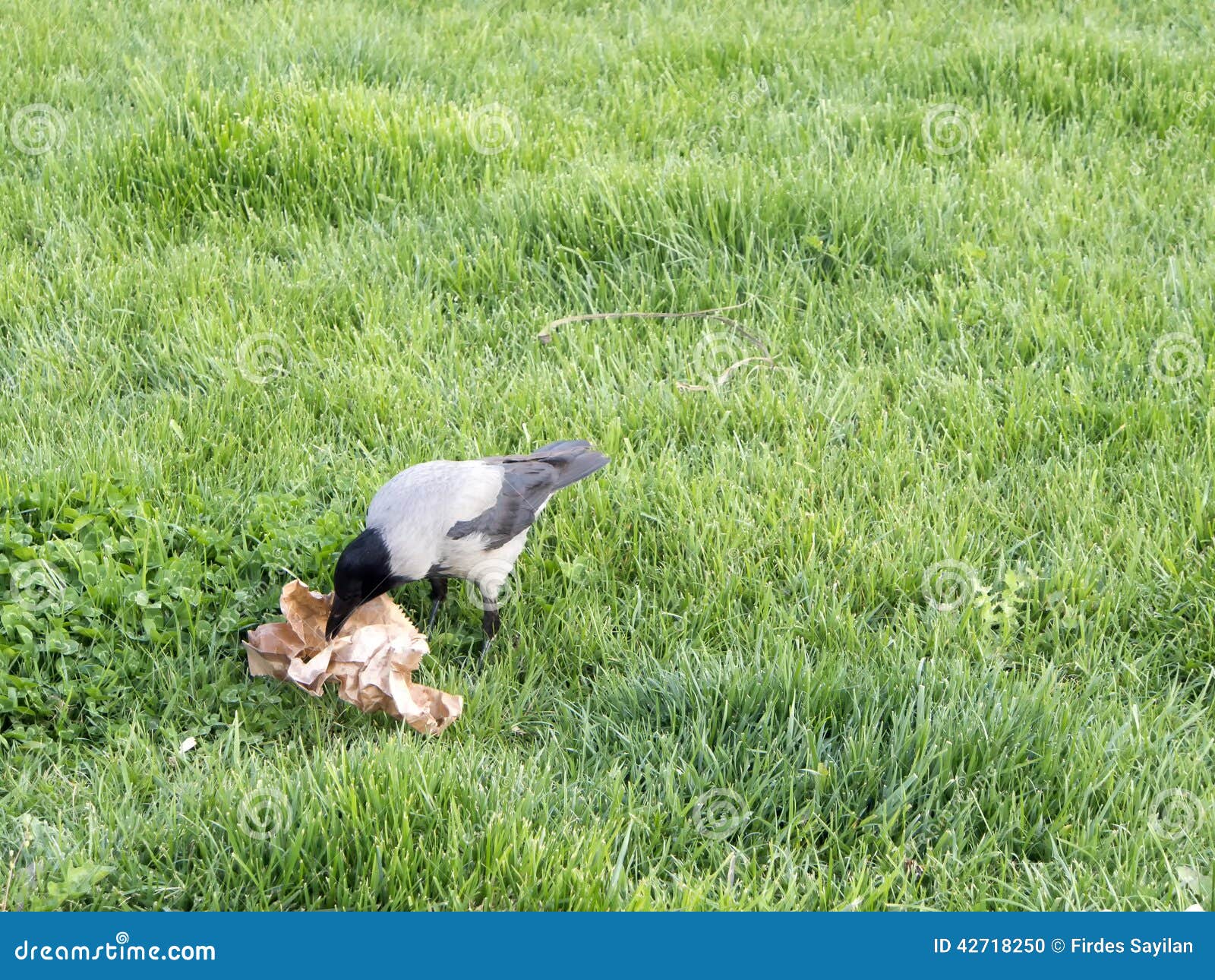 Eating birds stock photo. Image of park, food, hungry - 42718250