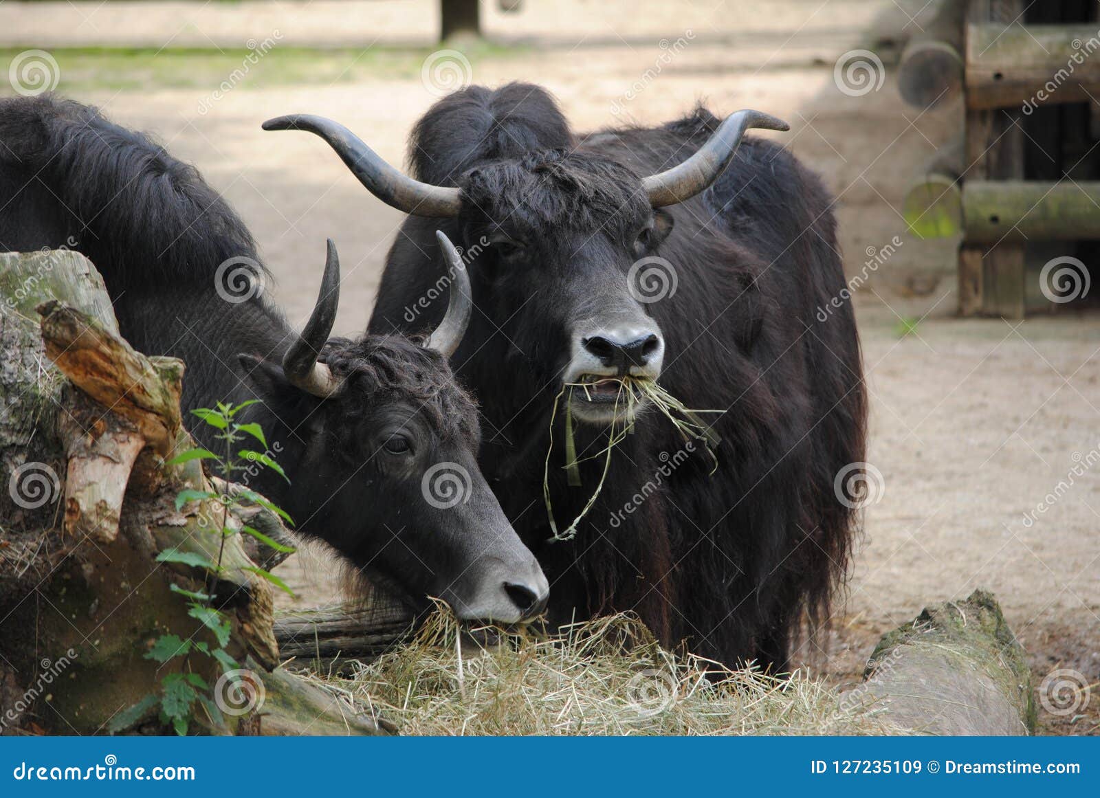 Eating buffalo stock image. Image of dierentuin, eating - 127235109