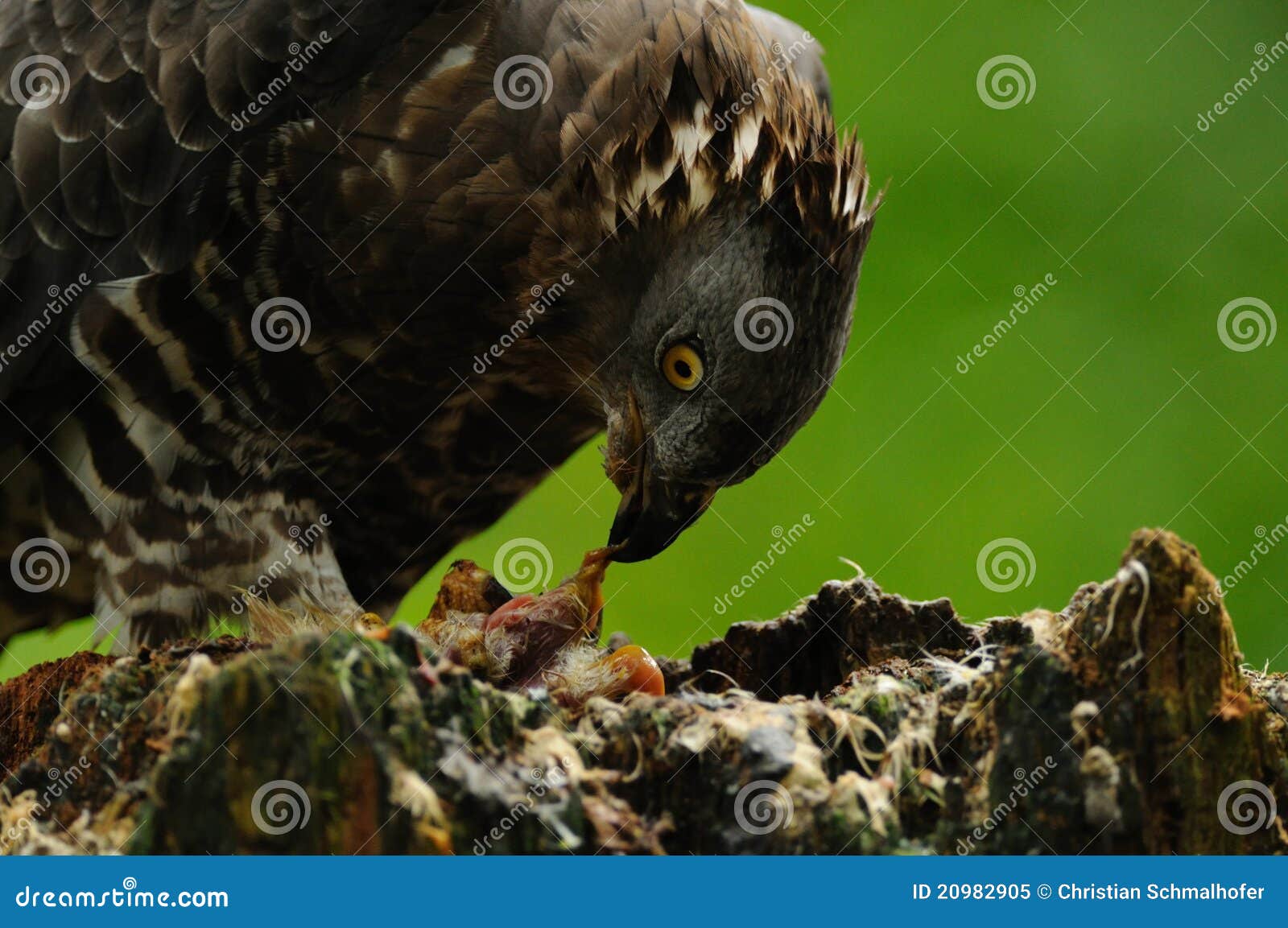 Eating Buzzard stock image. Image of nature, raptor, buzzard - 20982905