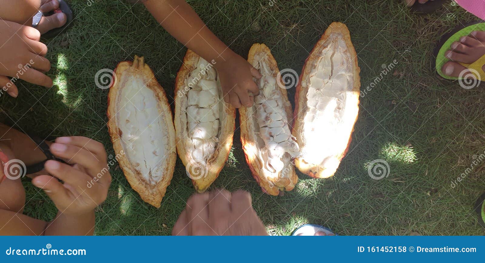 Eating cacao stock photo. Image of life, eating, together - 161452158