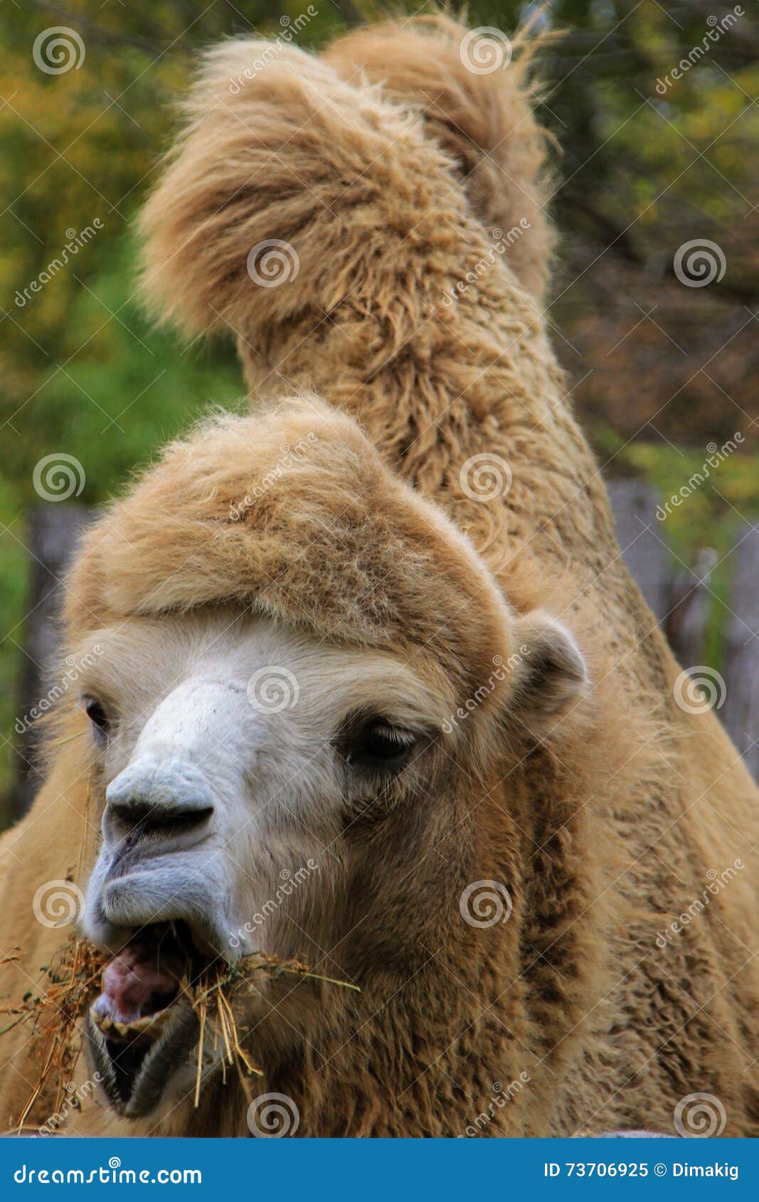 Eating Camel in the Autumn Park Stock Image - Image of eating, camel ...