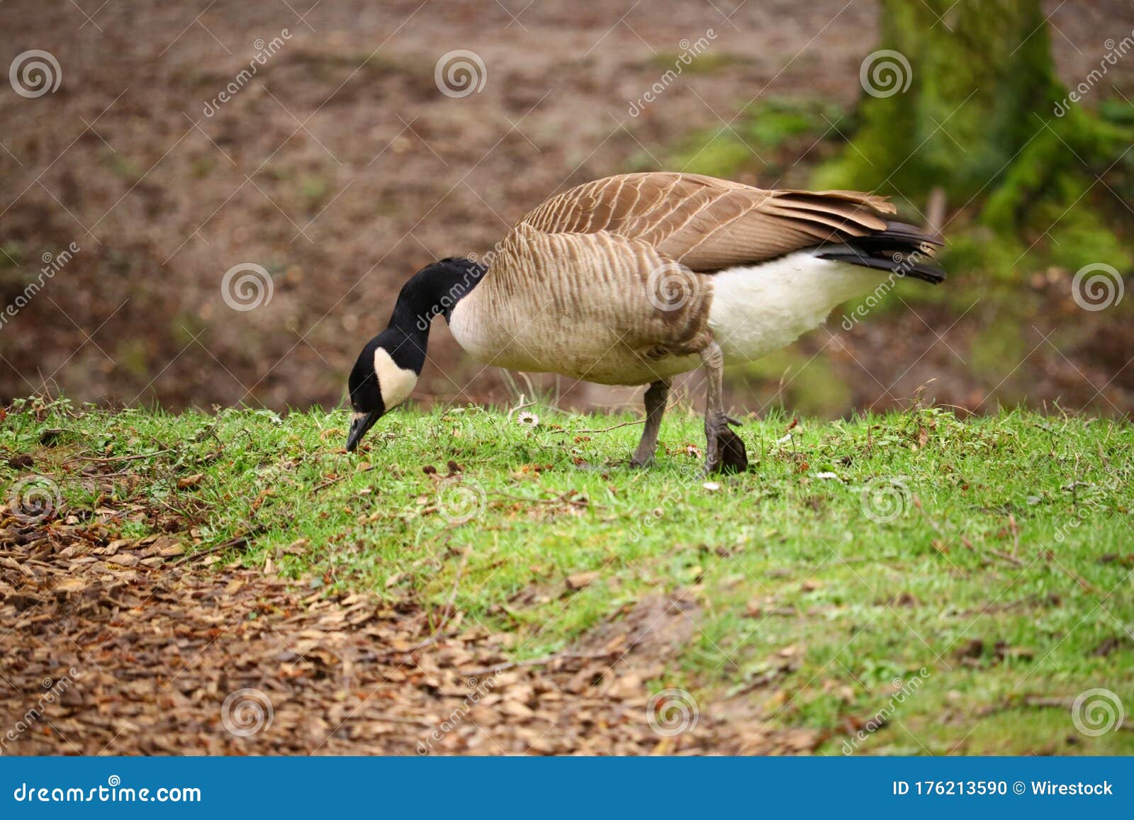 Eating Canada Goose in a Field Covered in Greenery Under the Sunlight ...