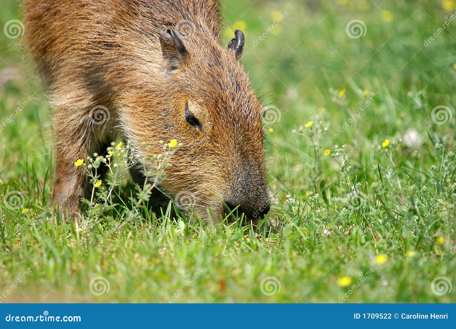 Eating capibara stock photo. Image of capibaras, capibara - 1709522