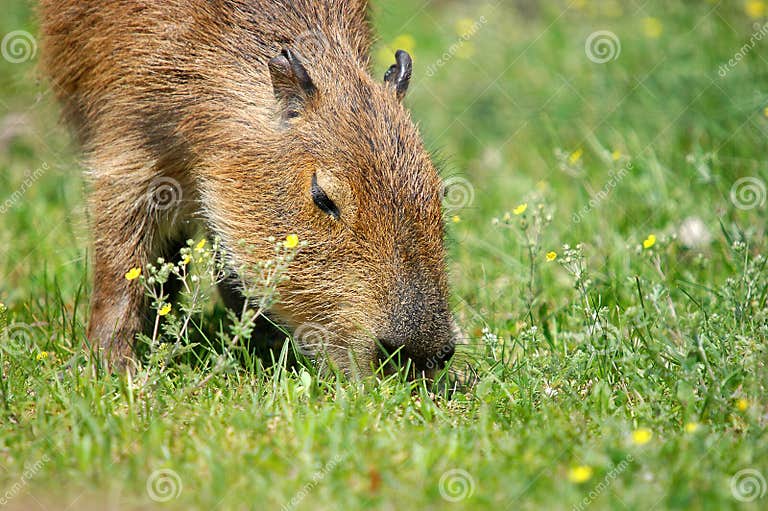 Eating capibara stock photo. Image of capibaras, capibara - 1709522
