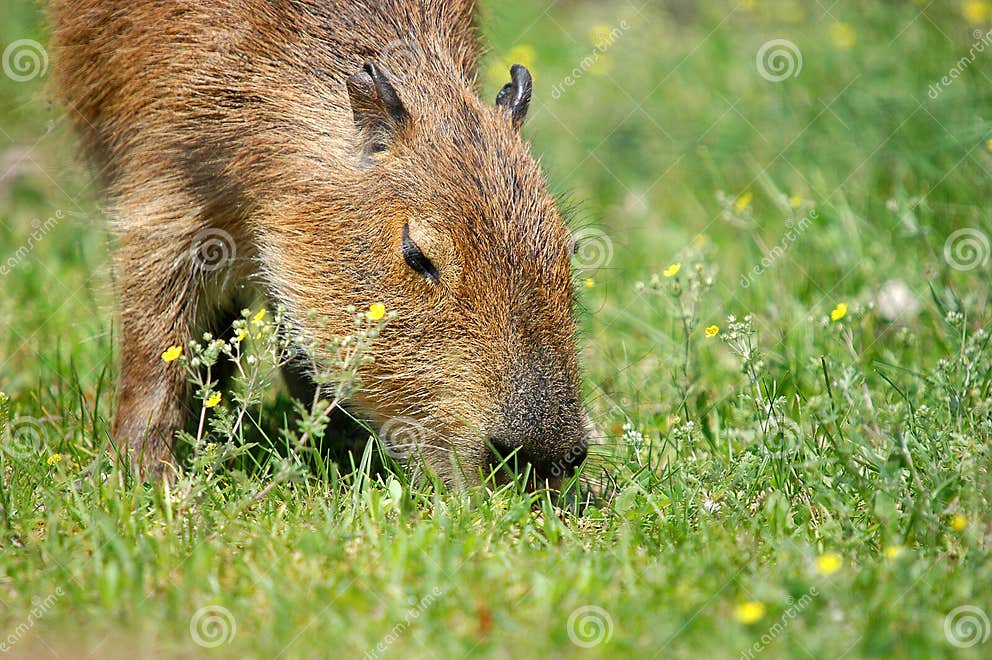 Eating capibara stock photo. Image of capibaras, capibara - 1709522