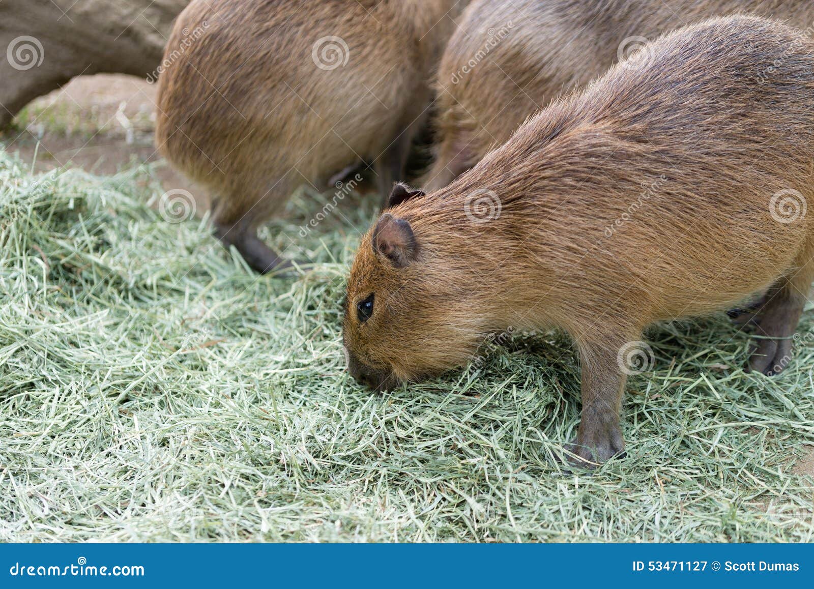 Capybaras Eating Food In Zoo Stock Photography | CartoonDealer.com ...