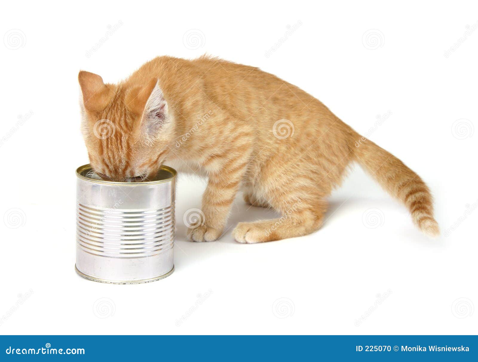 Eating Cat stock photo. Image of pets, hunger, nice, feed - 225070