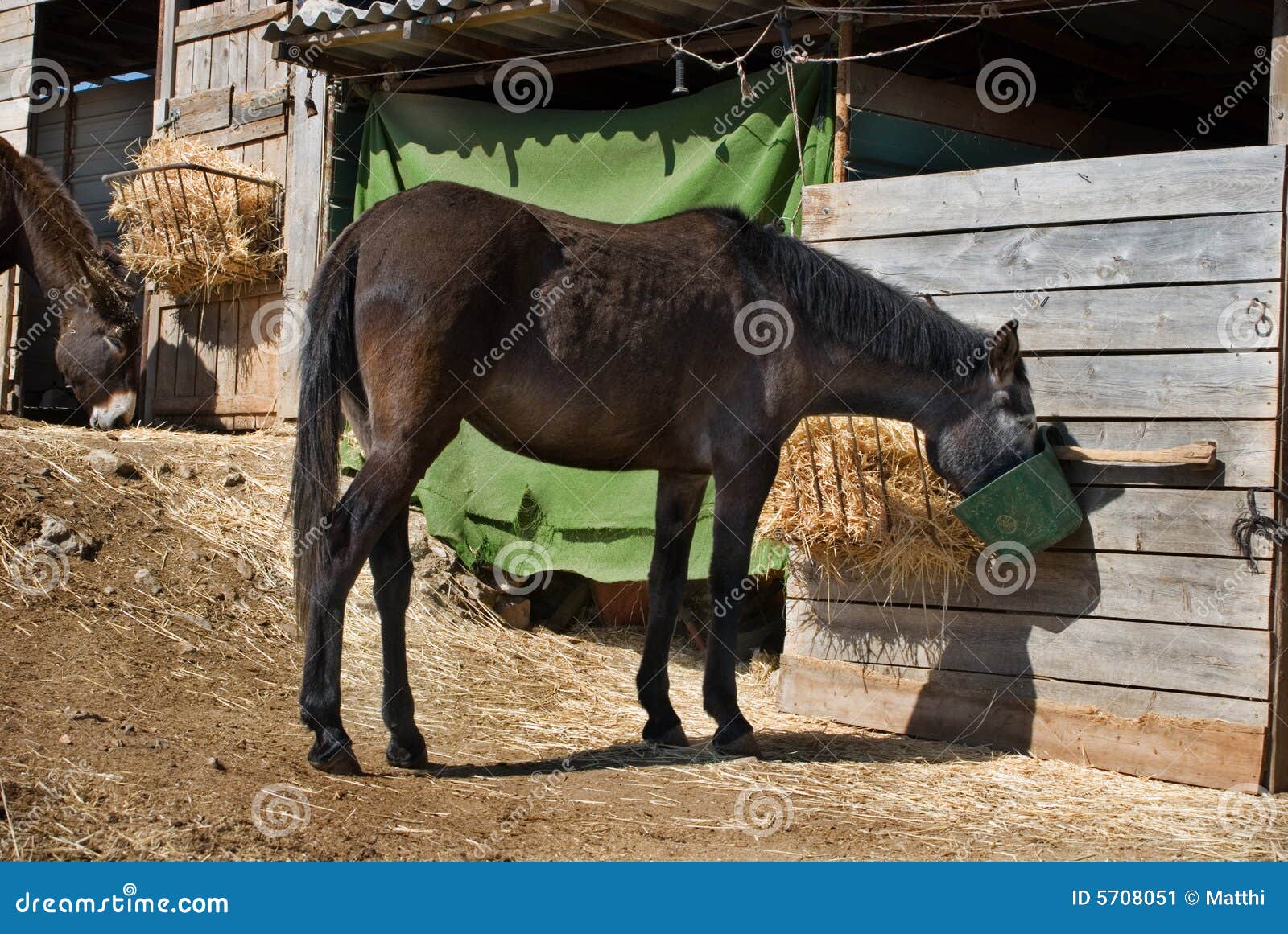 Eating Catalan Donkey, Mule Stock Image - Image of donkey, original ...