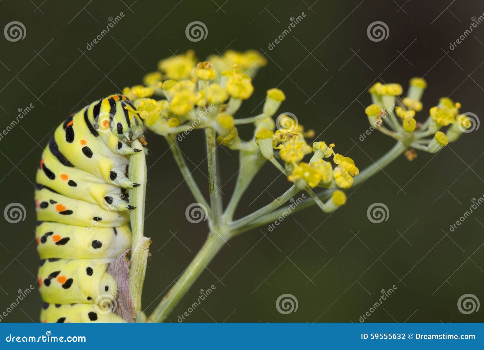 Eating caterpillar stock photo. Image of close, eating - 59555632