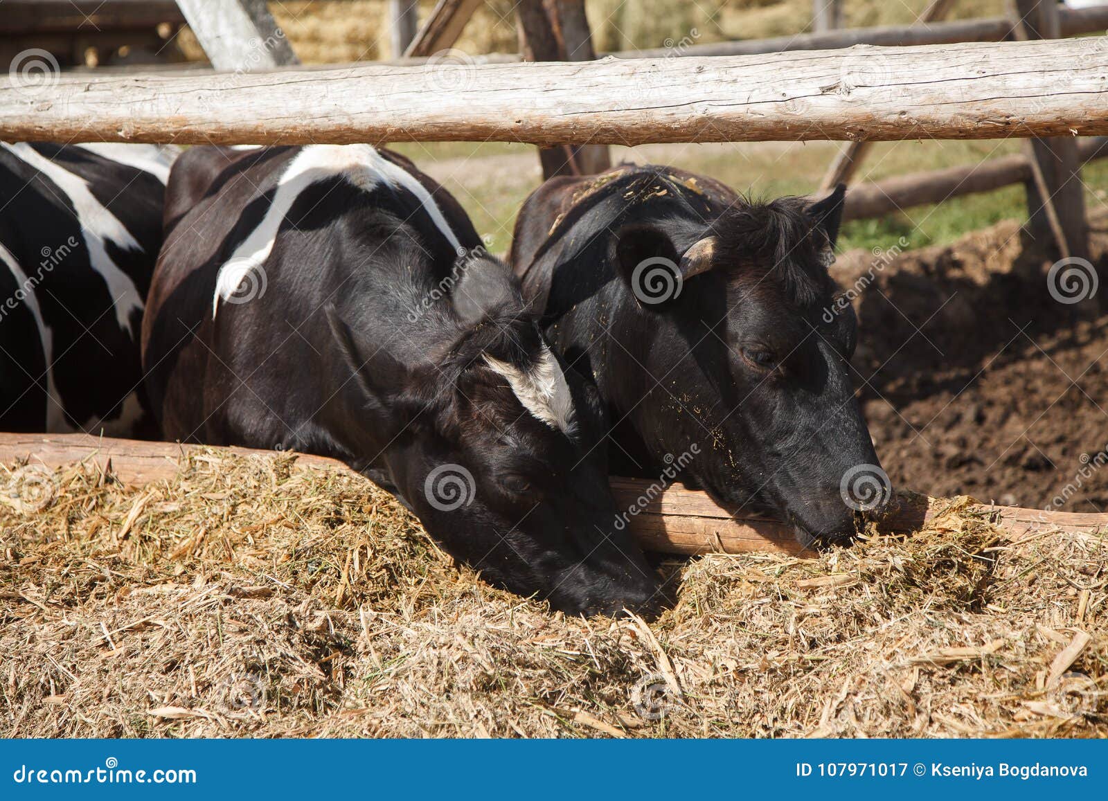 Eating caws stock image. Image of cattle, eating, cows - 107971017