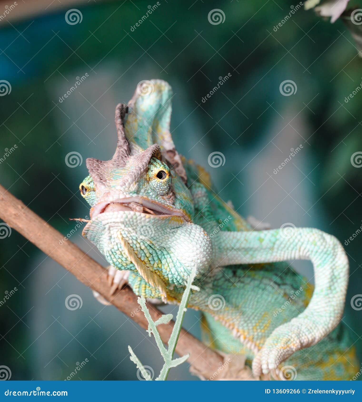Eating chameleon stock photo. Image of color, change - 13609266