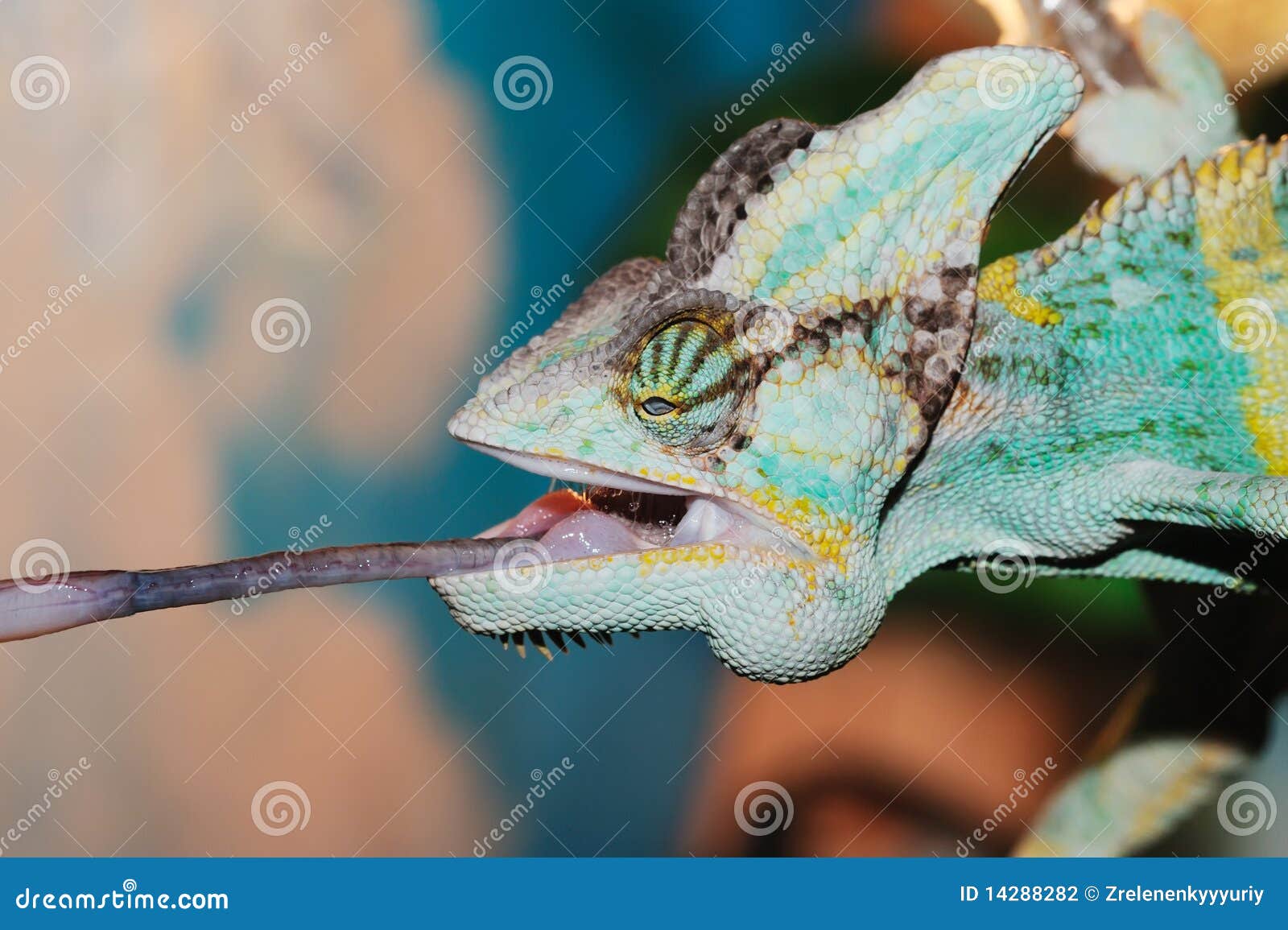 Eating chameleon stock photo. Image of animal, branch - 14288282
