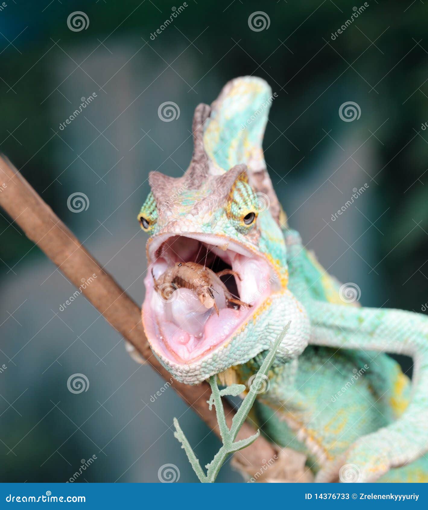 Eating chameleon stock image. Image of space, growth - 14376733