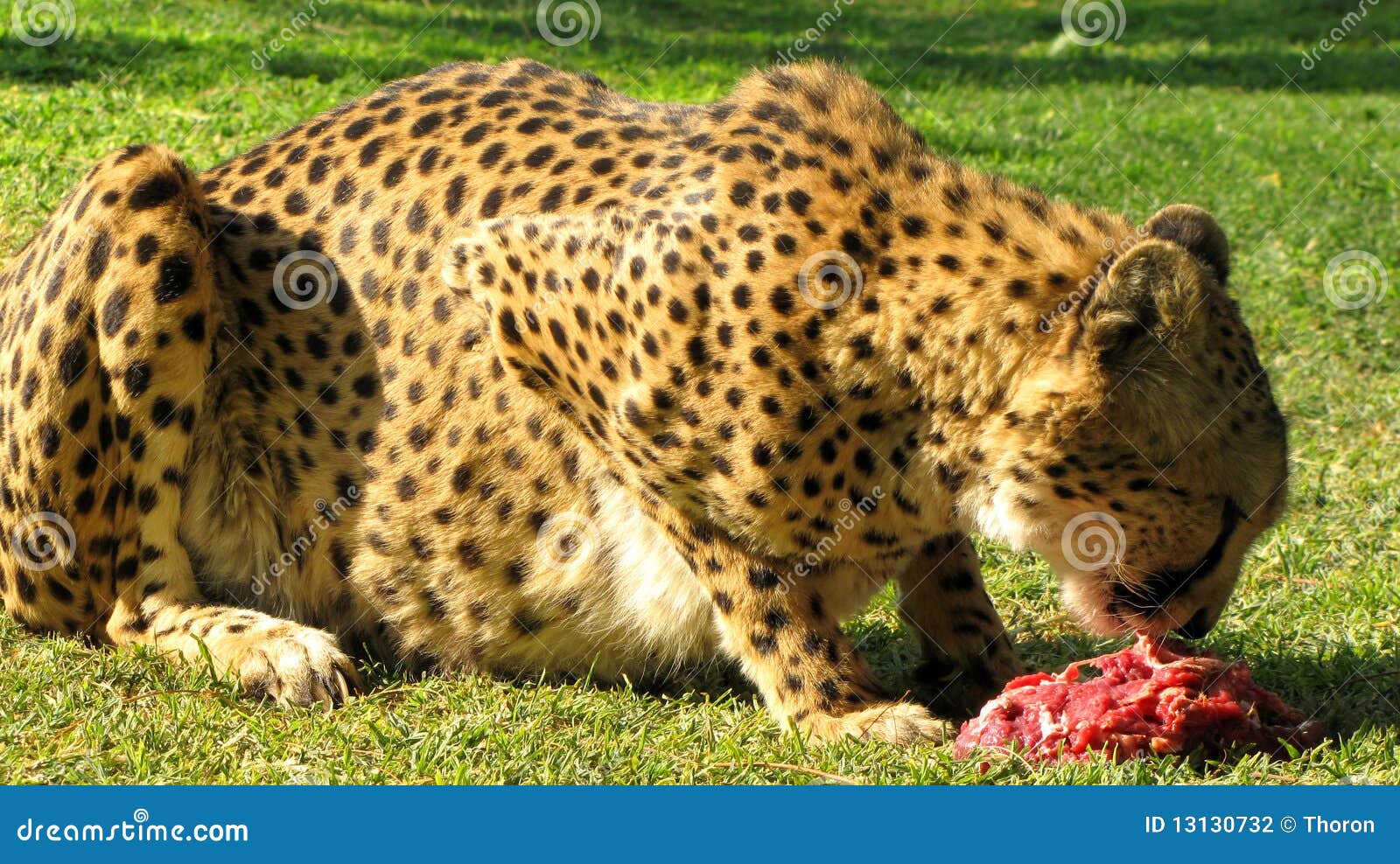 Eating cheetah stock photo. Image of domestic, animal - 13130732