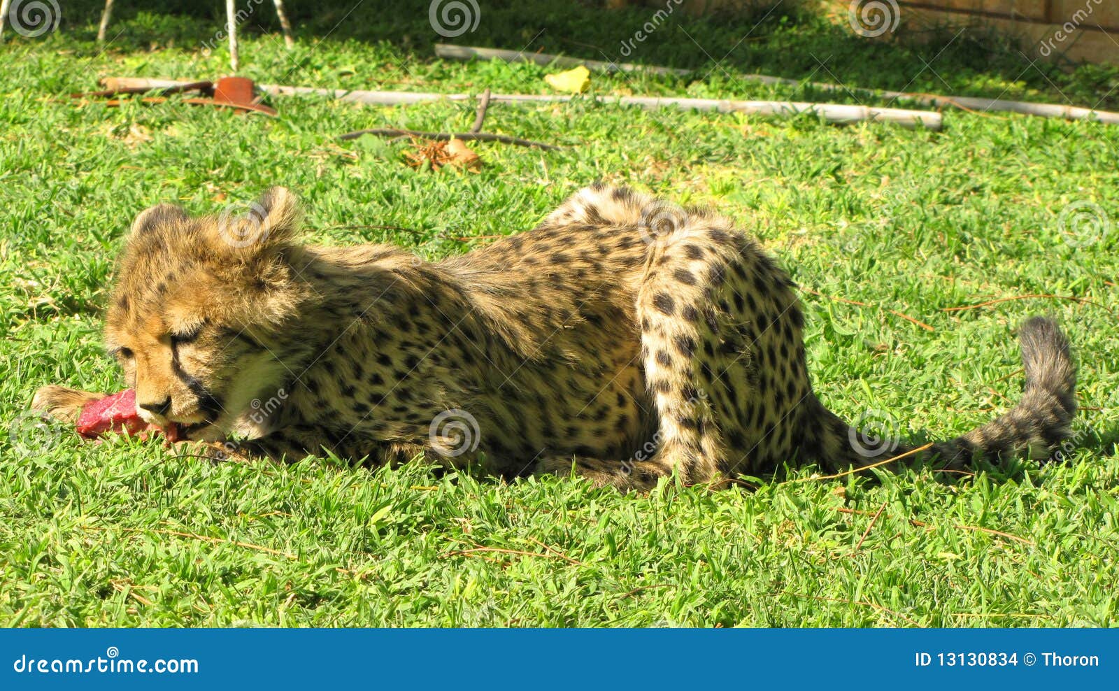 Eating cheetah stock photo. Image of face, wild, eating - 13130834