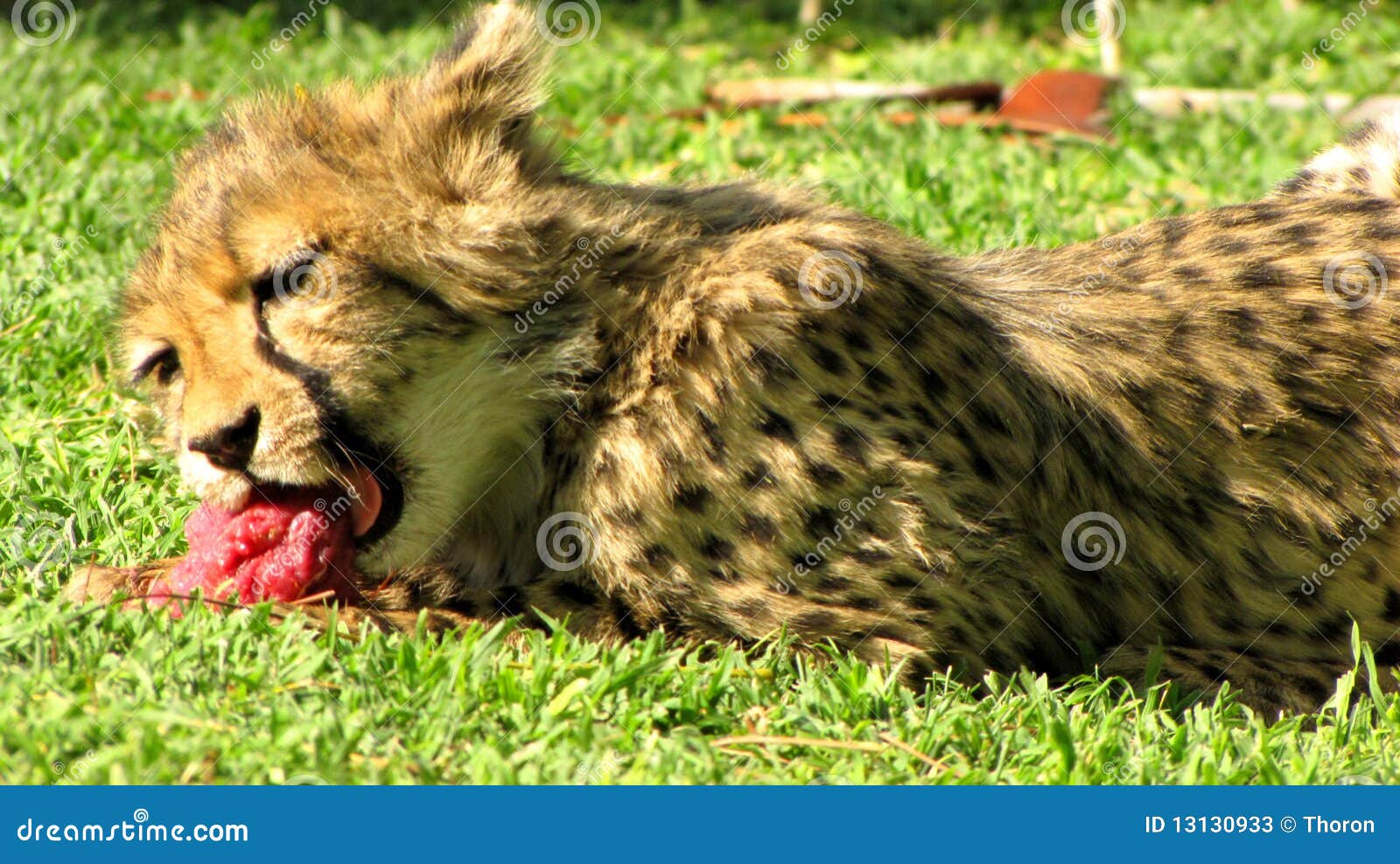 Eating cheetah stock image. Image of domestic, head, meat - 13130933