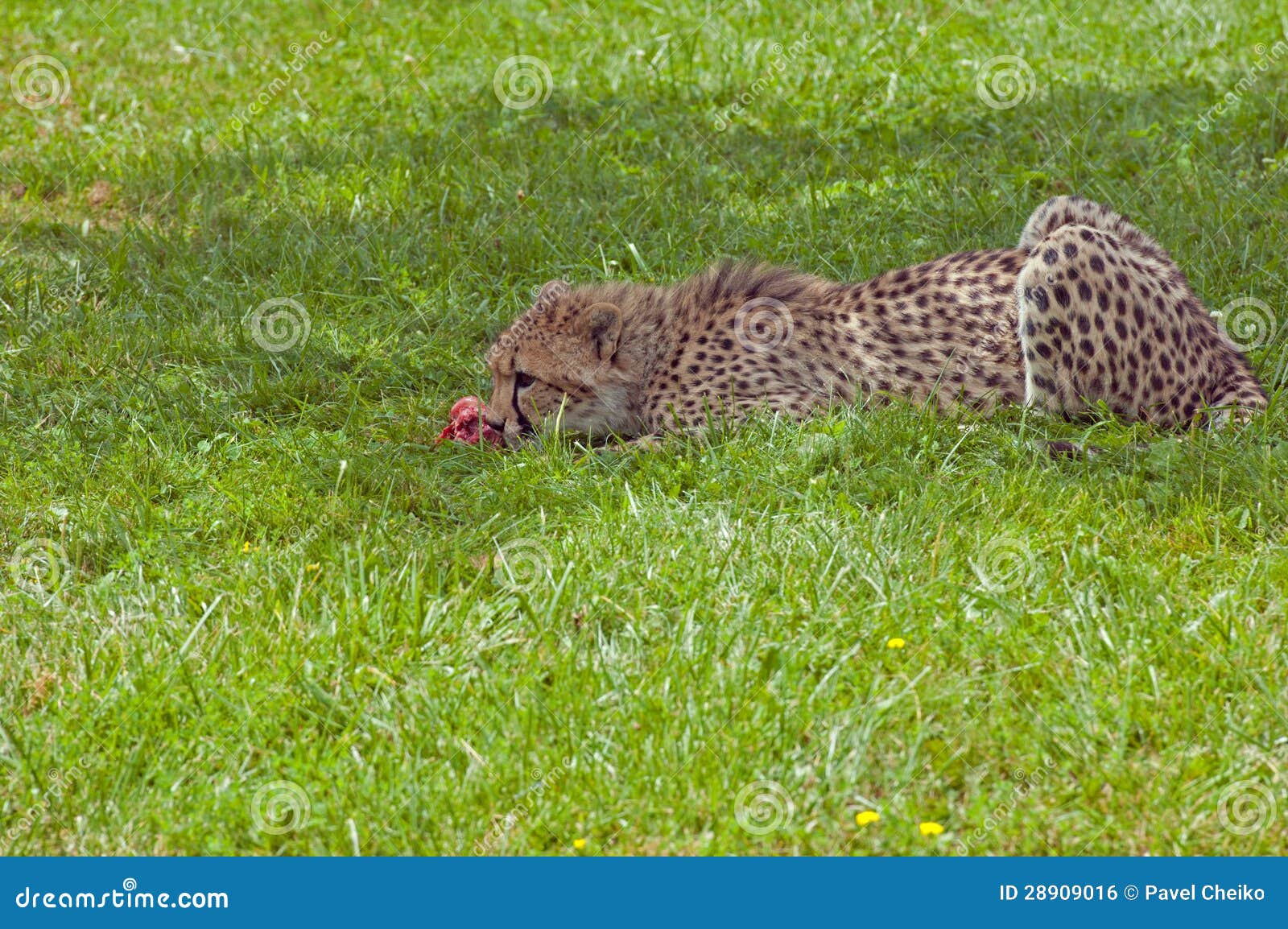 Eating cheetah stock photo. Image of animal, hunter, cheetah - 28909016